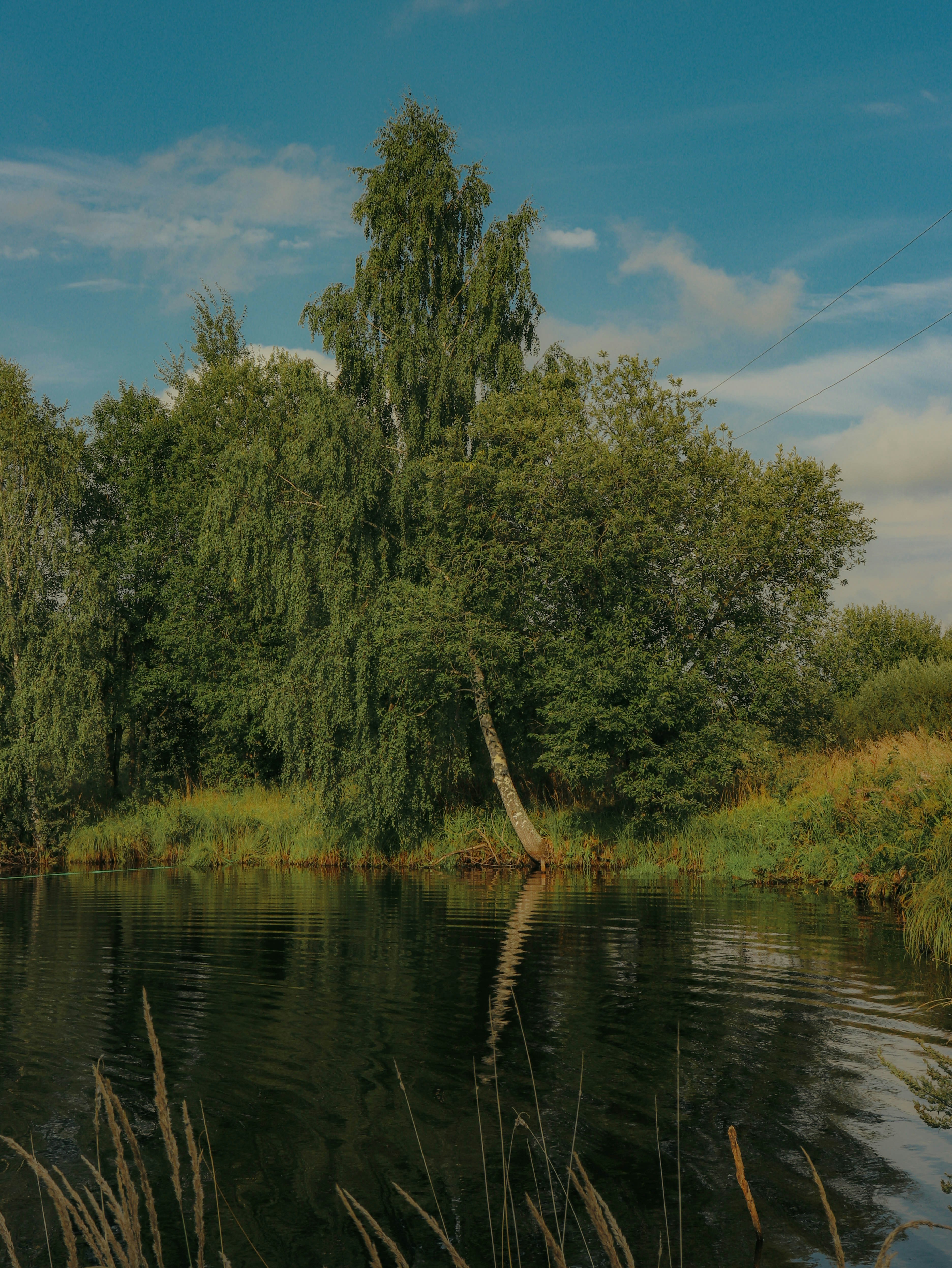 Green trees beside river during daytime photo – Free Россия Image on ...
