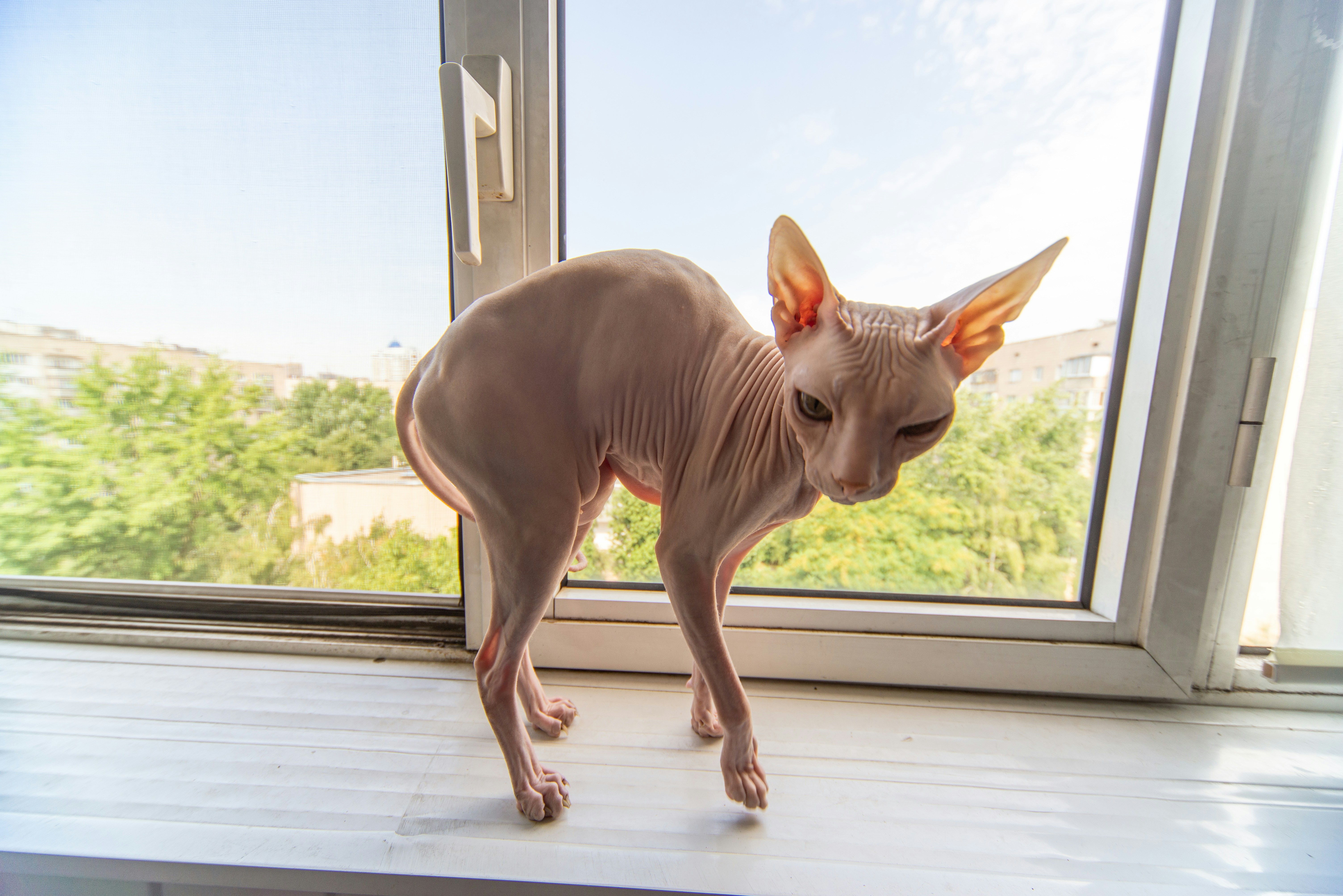 Sphinx on the Sill: A Hairless Cat Contemplates the Window World
