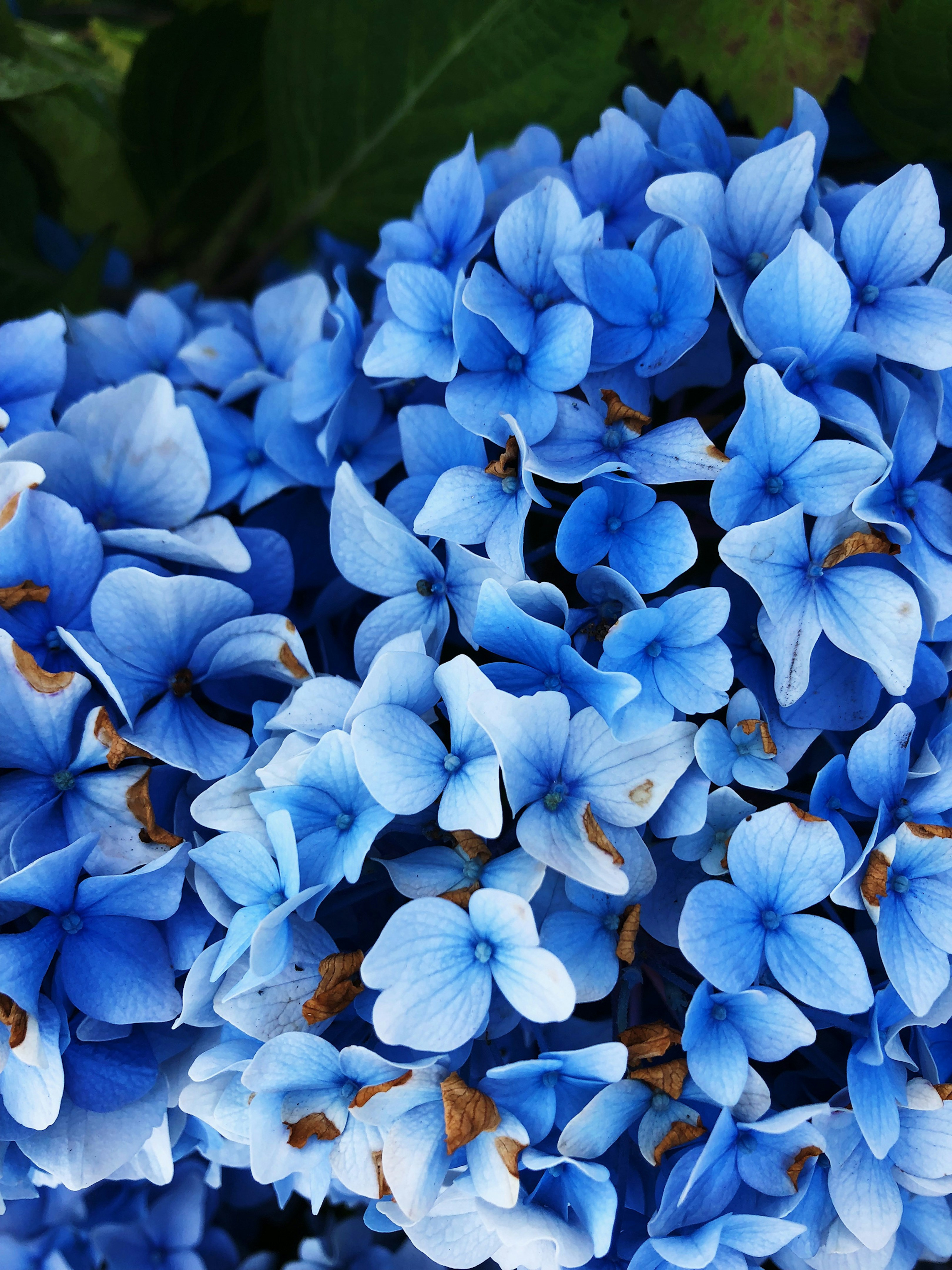 Vibrant clusters of blue hydrangea flowers, showcasing delicate petals with hints of brown, set against a lush green backdrop.