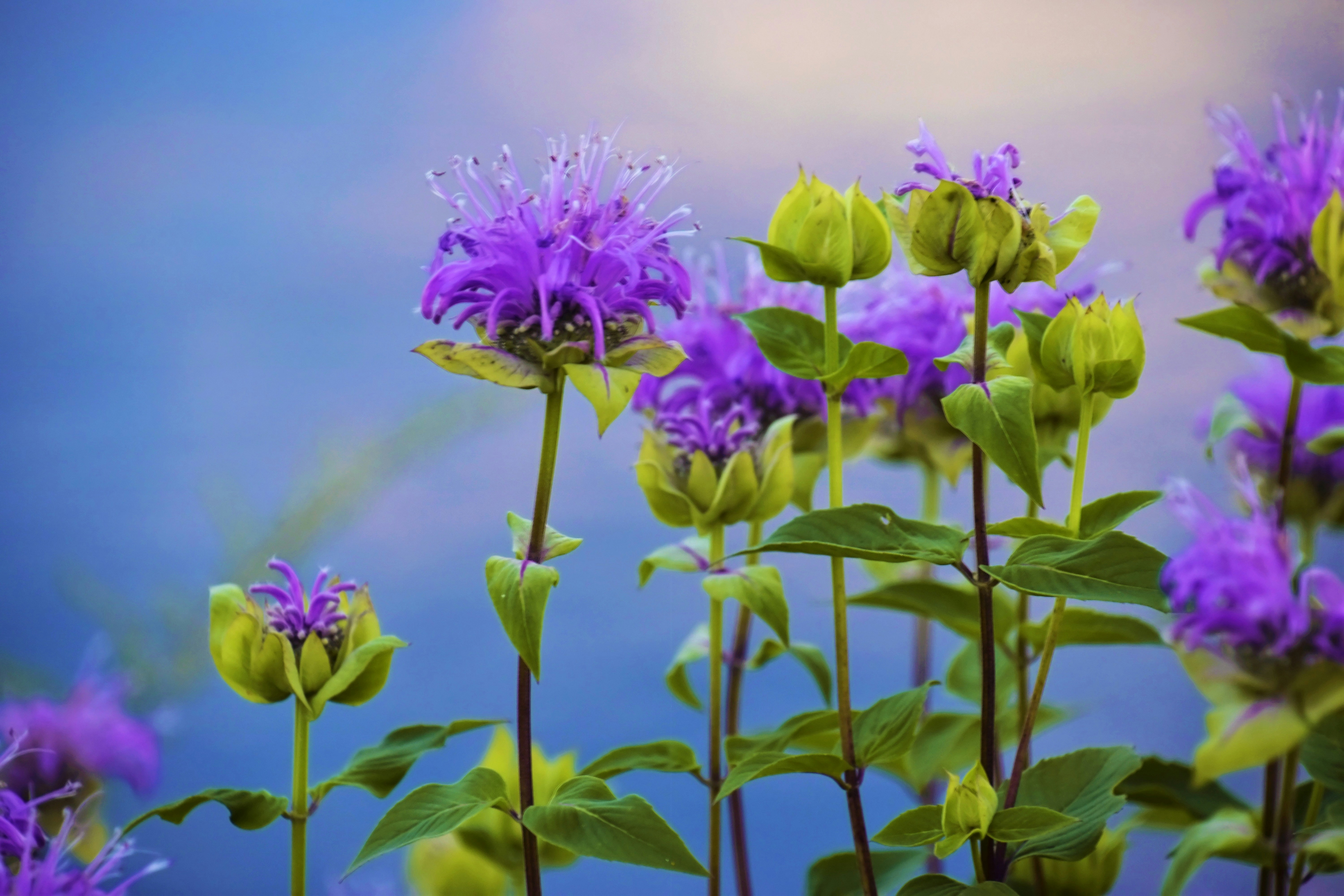 Azure Backdrop, Purple Spires: Blossoms Reaching for the Light