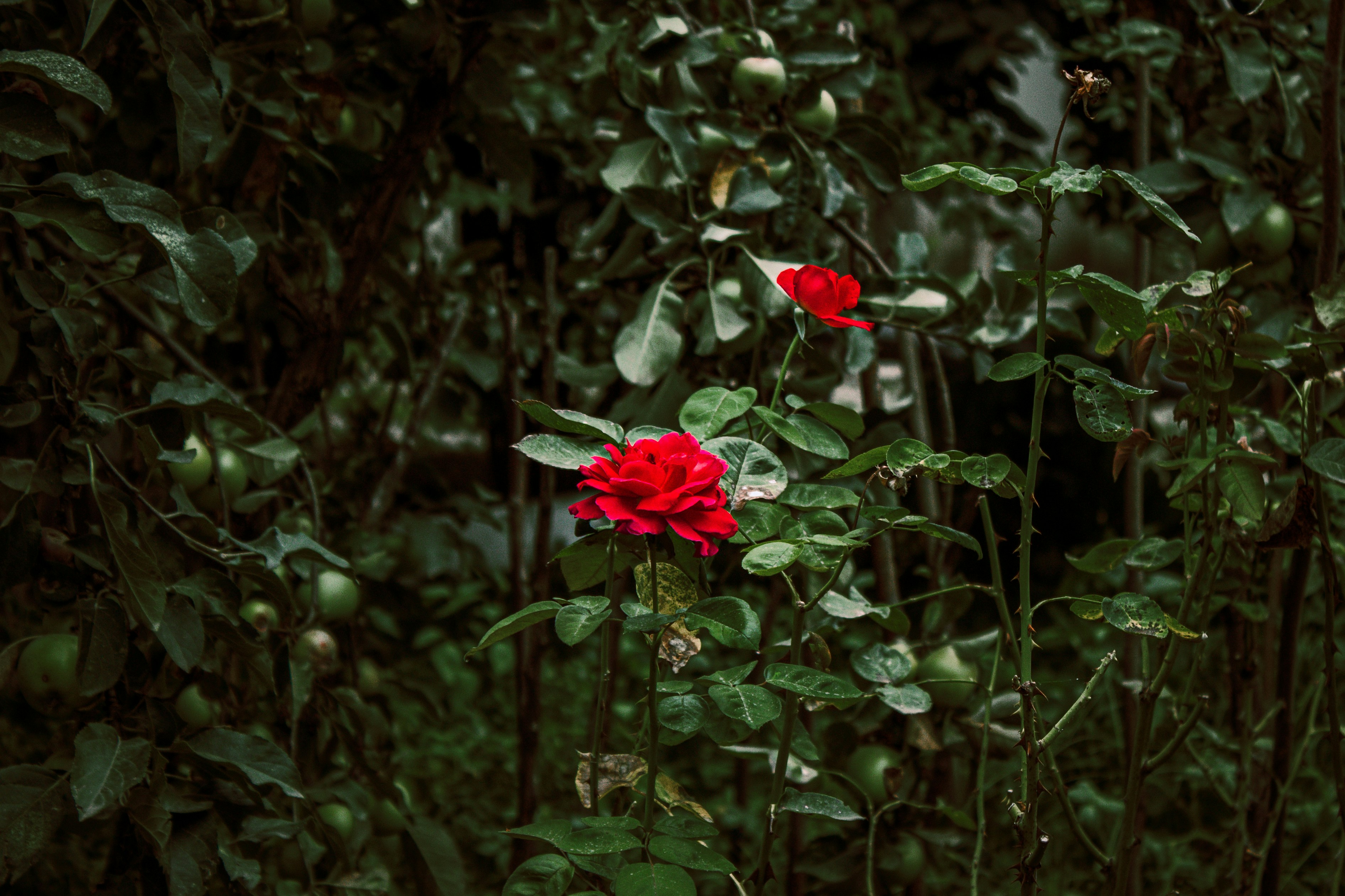 Red roses stand out against a backdrop of lush green foliage.