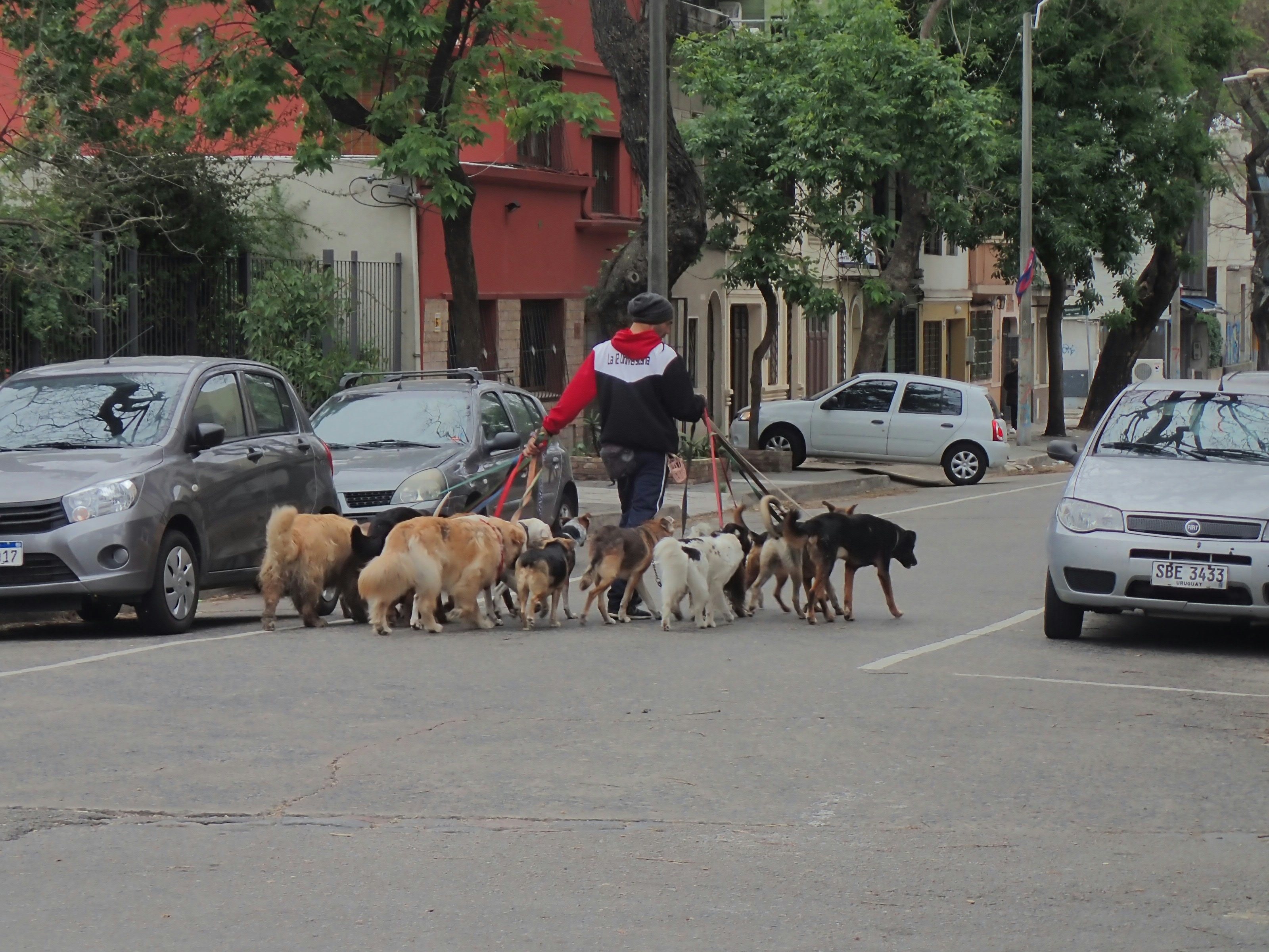 A dog walker leading a diverse pack of dogs across a city street, surrounded by parked cars and greenery.