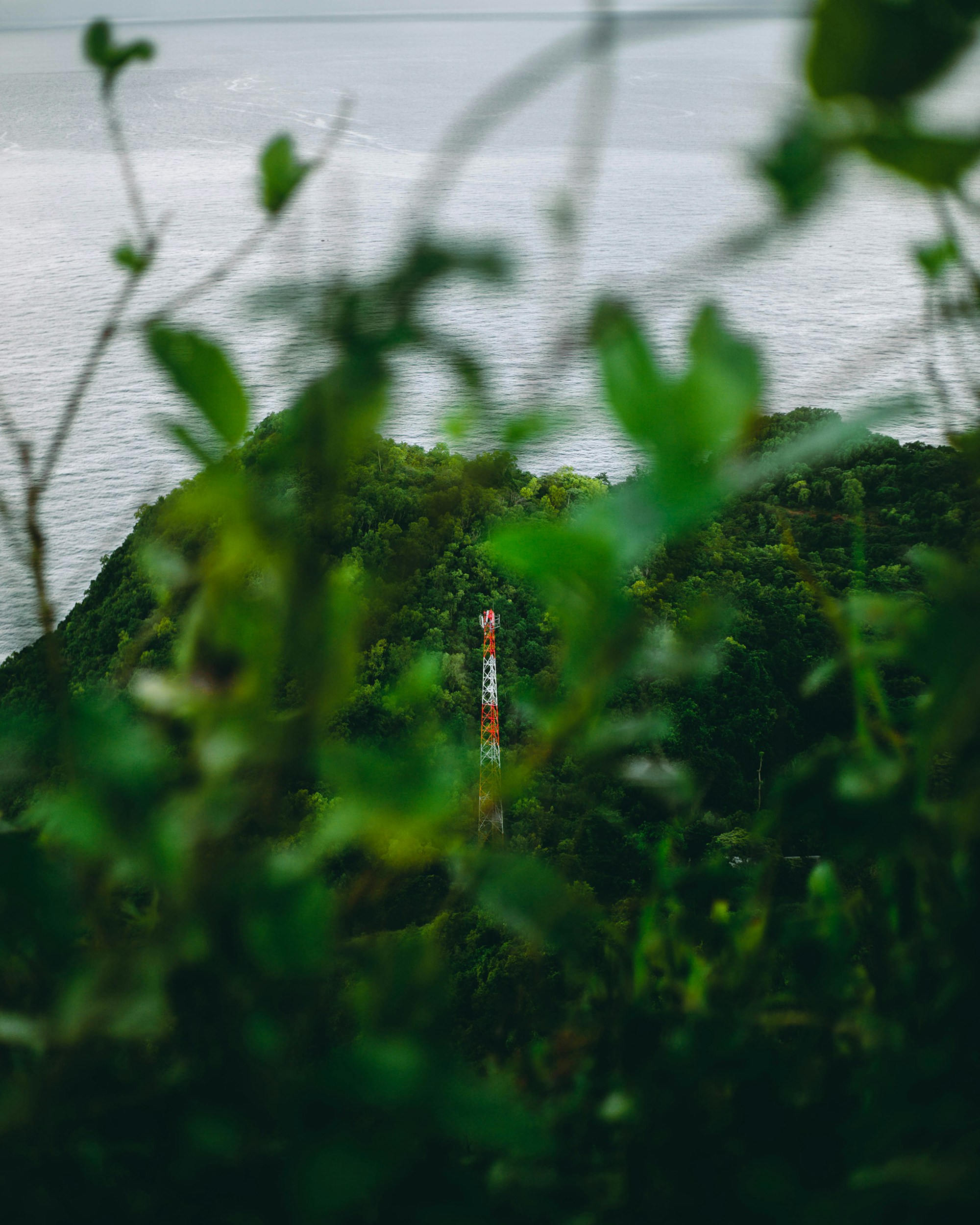 Colorful communication tower peeking through lush foliage overlooking the ocean. 