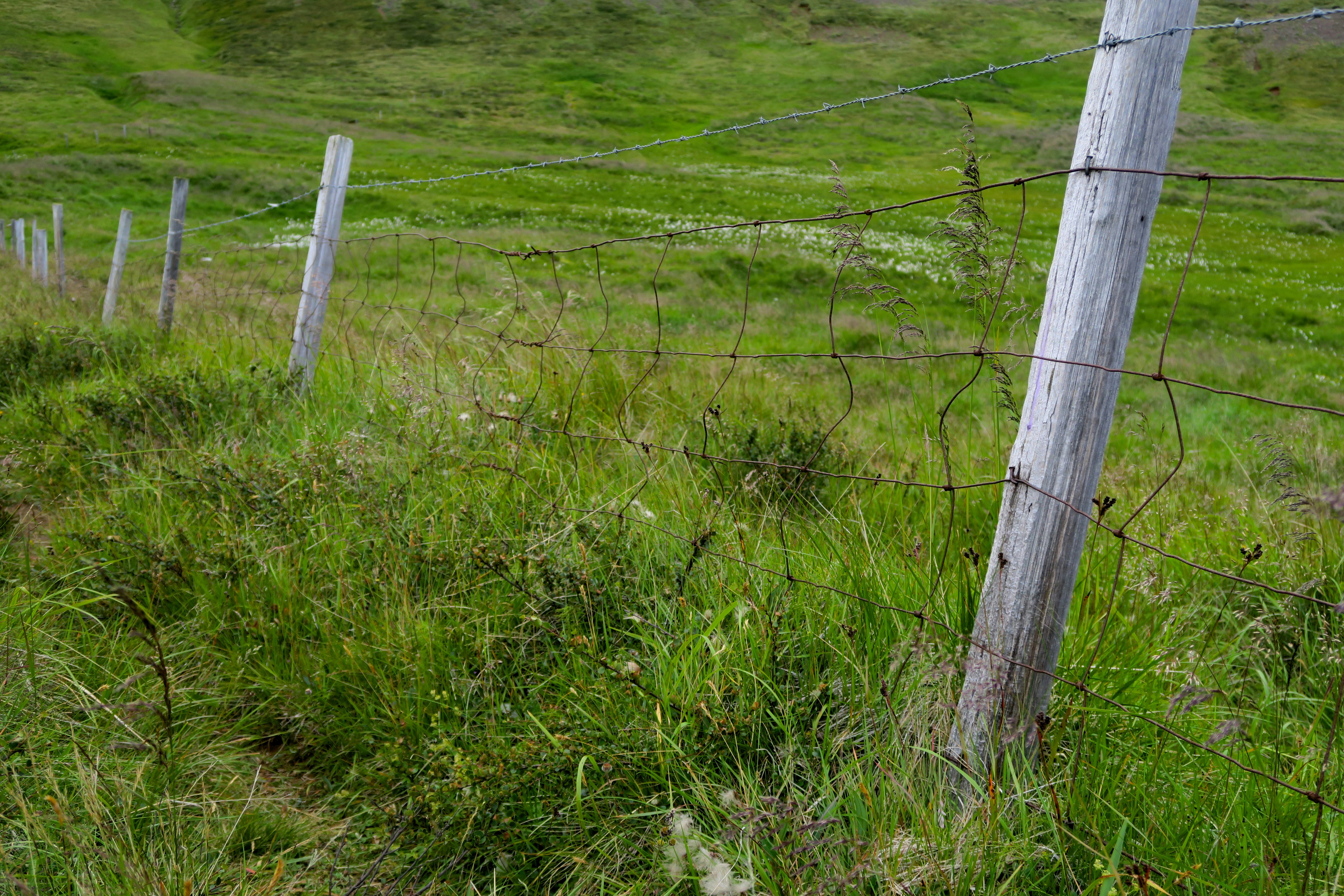 White wooden post on green grass field during daytime photo – Free ...