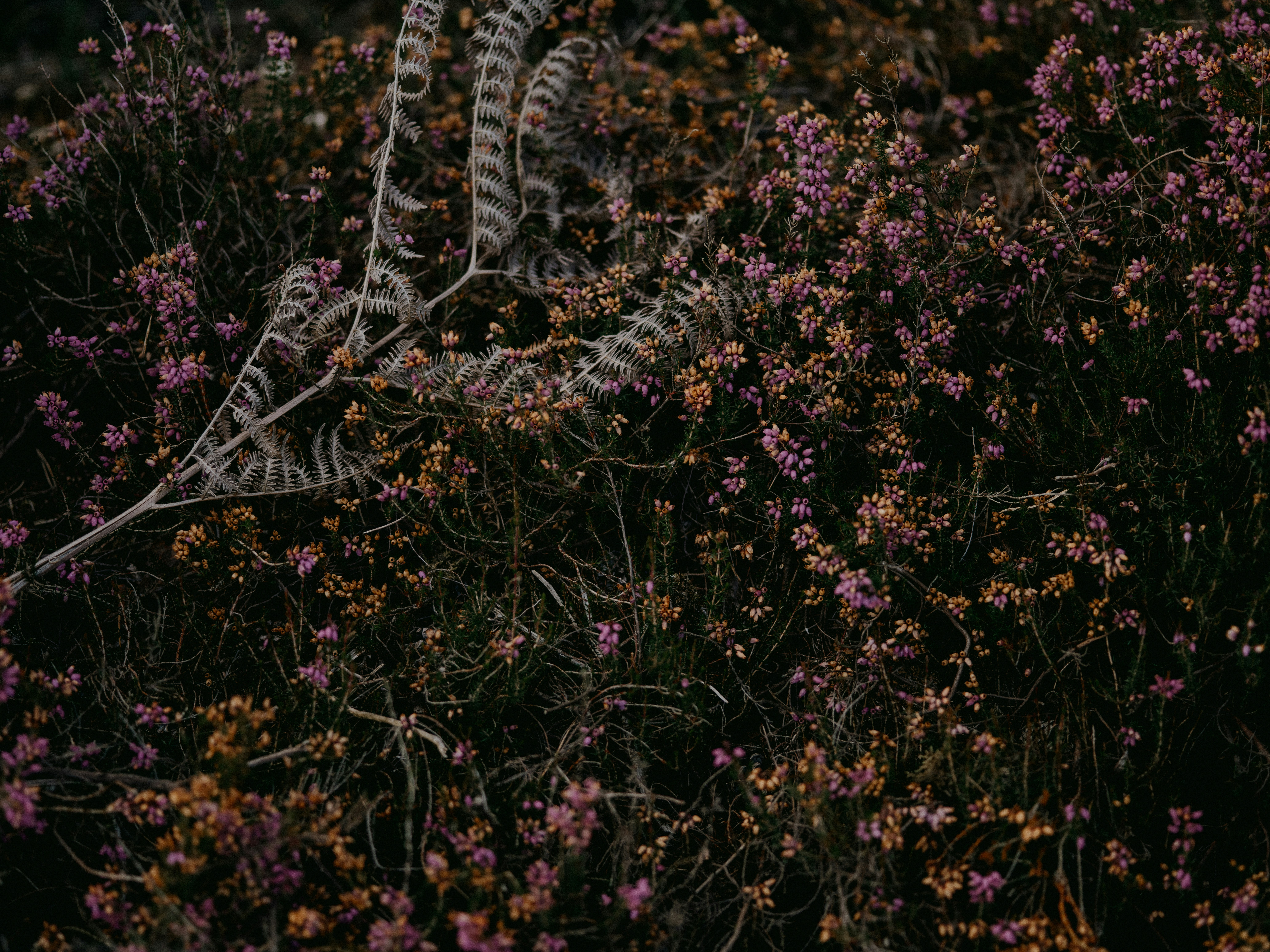 Delicate purple and yellow wildflowers intertwined with intricate fern fronds create a rich tapestry on the forest floor.