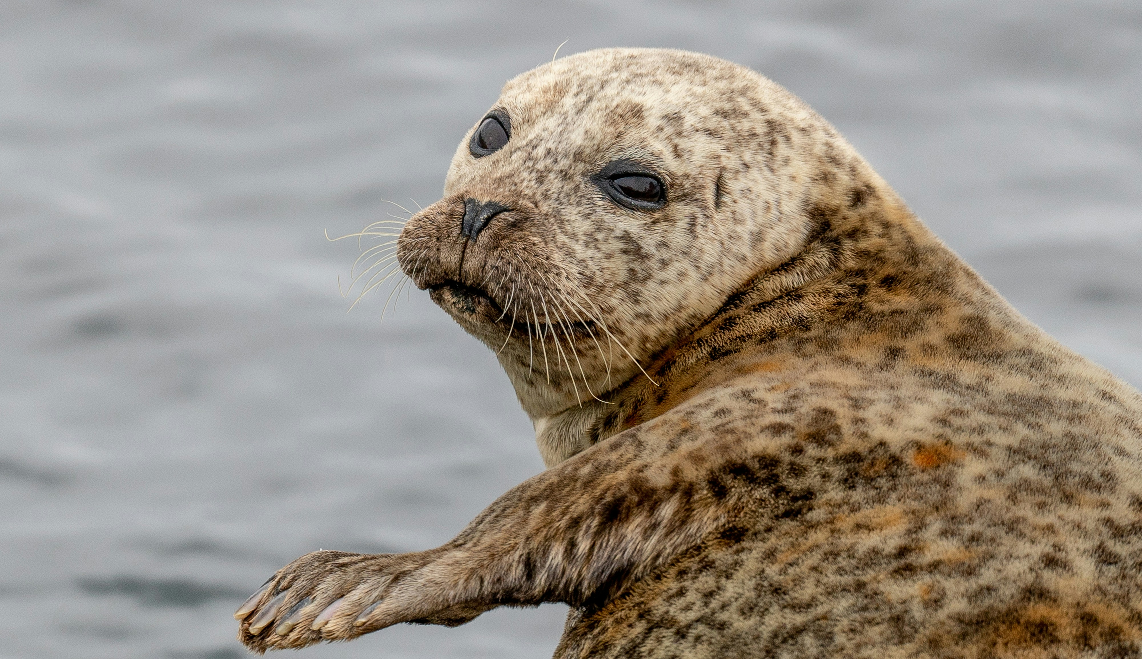 A harbor seal turning its head, showcasing its speckled fur against a blurred ocean backdrop.
