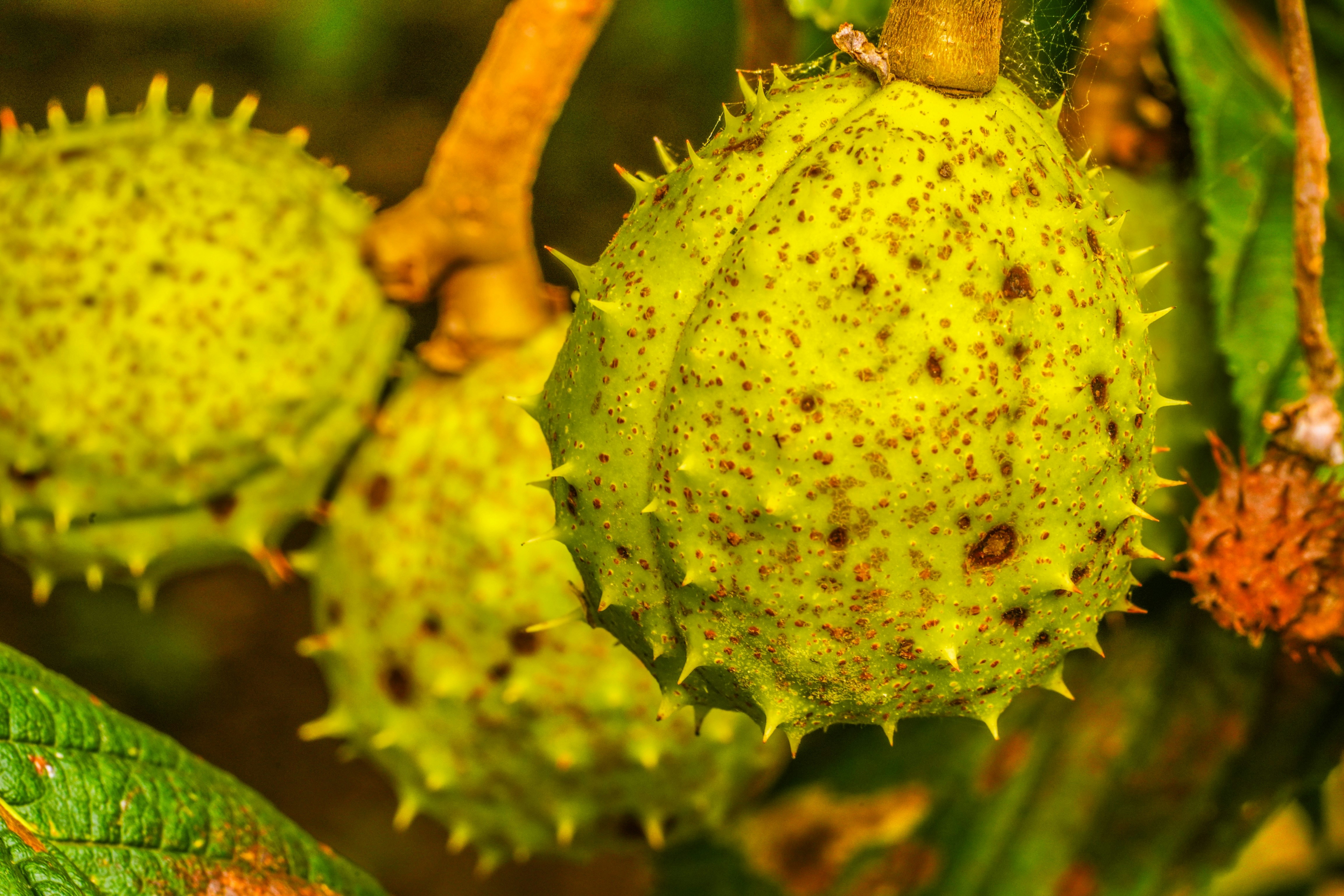 Fruit rond vert avec des feuilles vertes photo – Photo Belgique ...