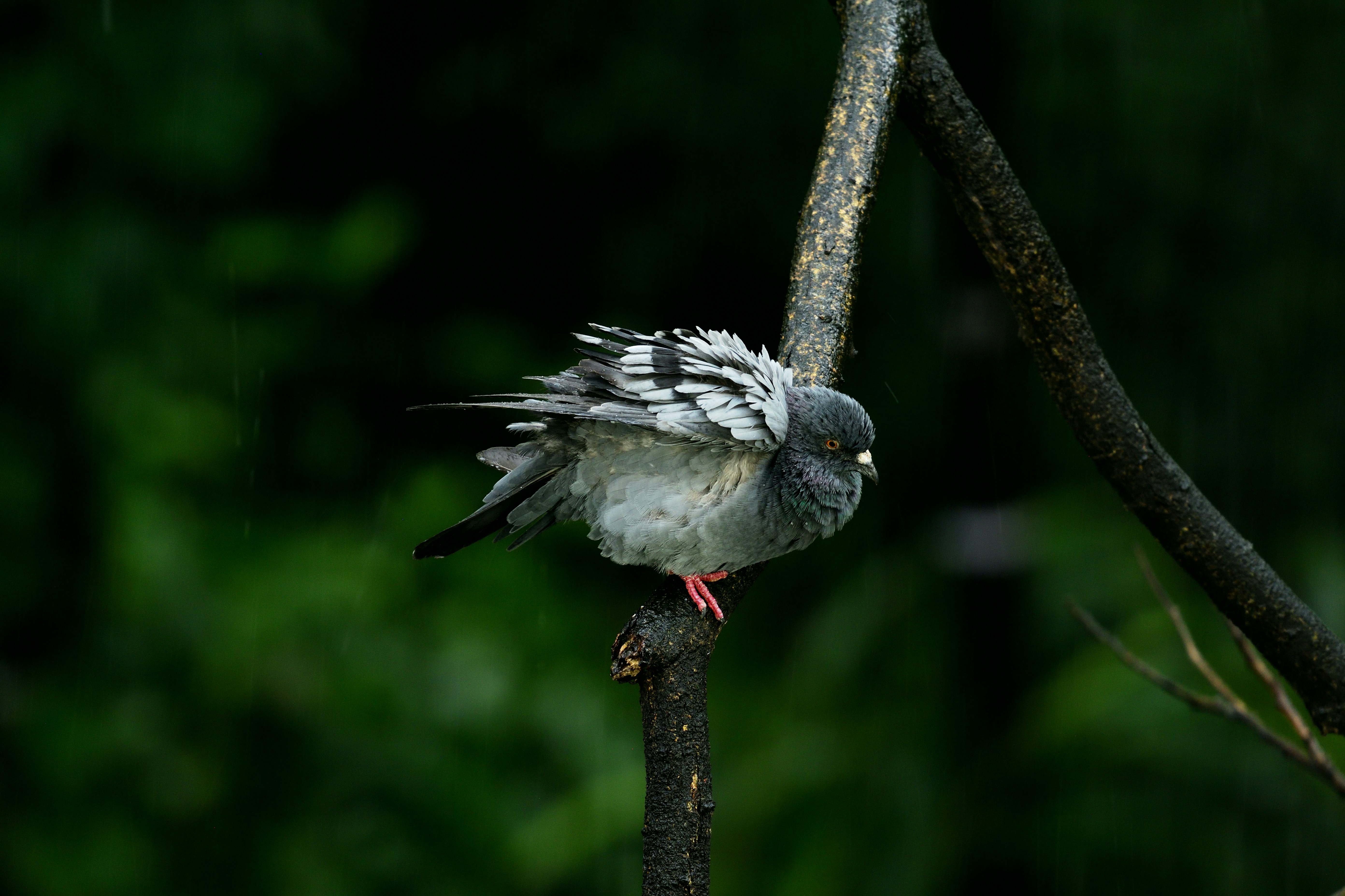 Pigeon