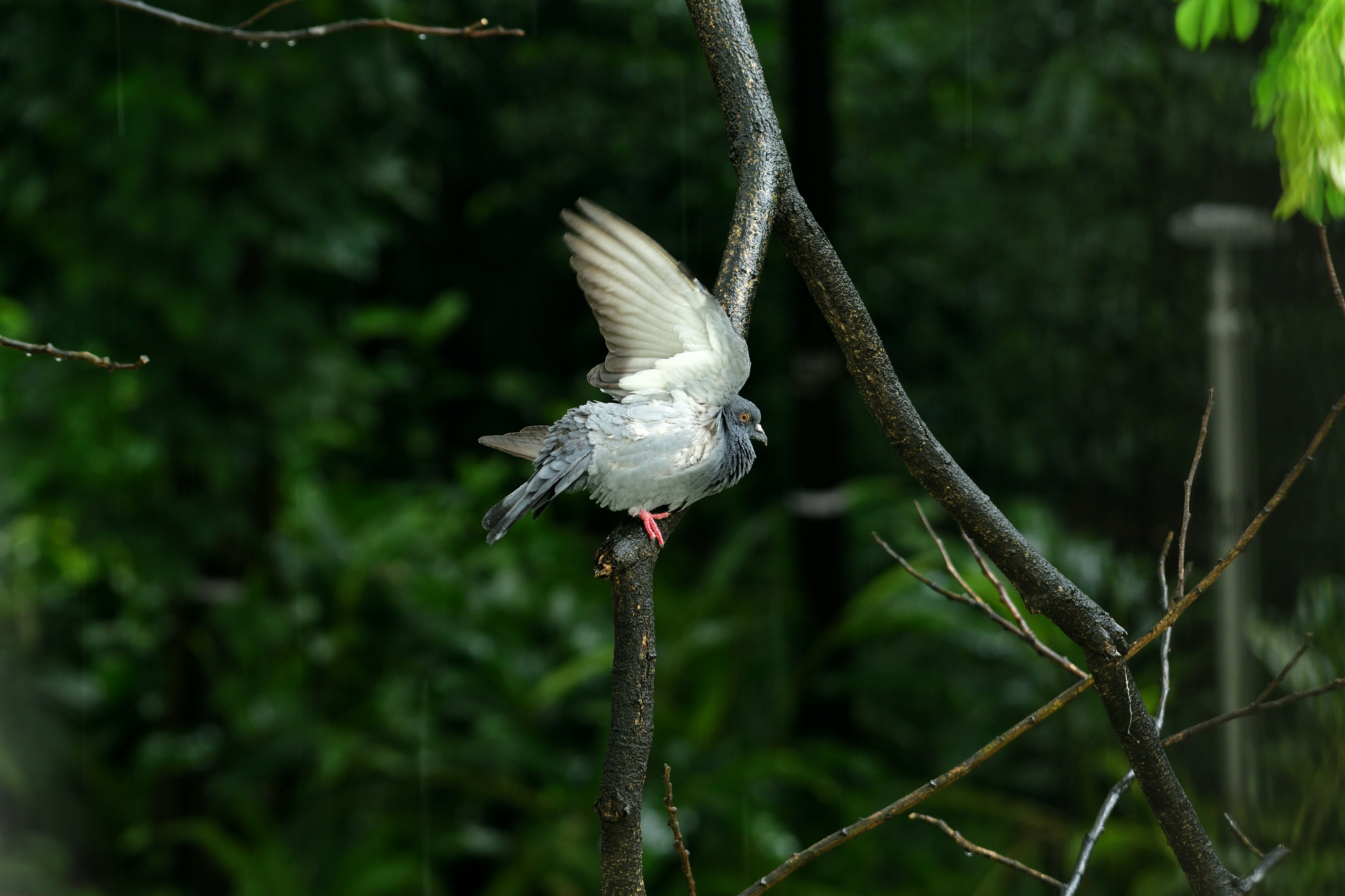 Wingbeat Pause on a Mossy Branch