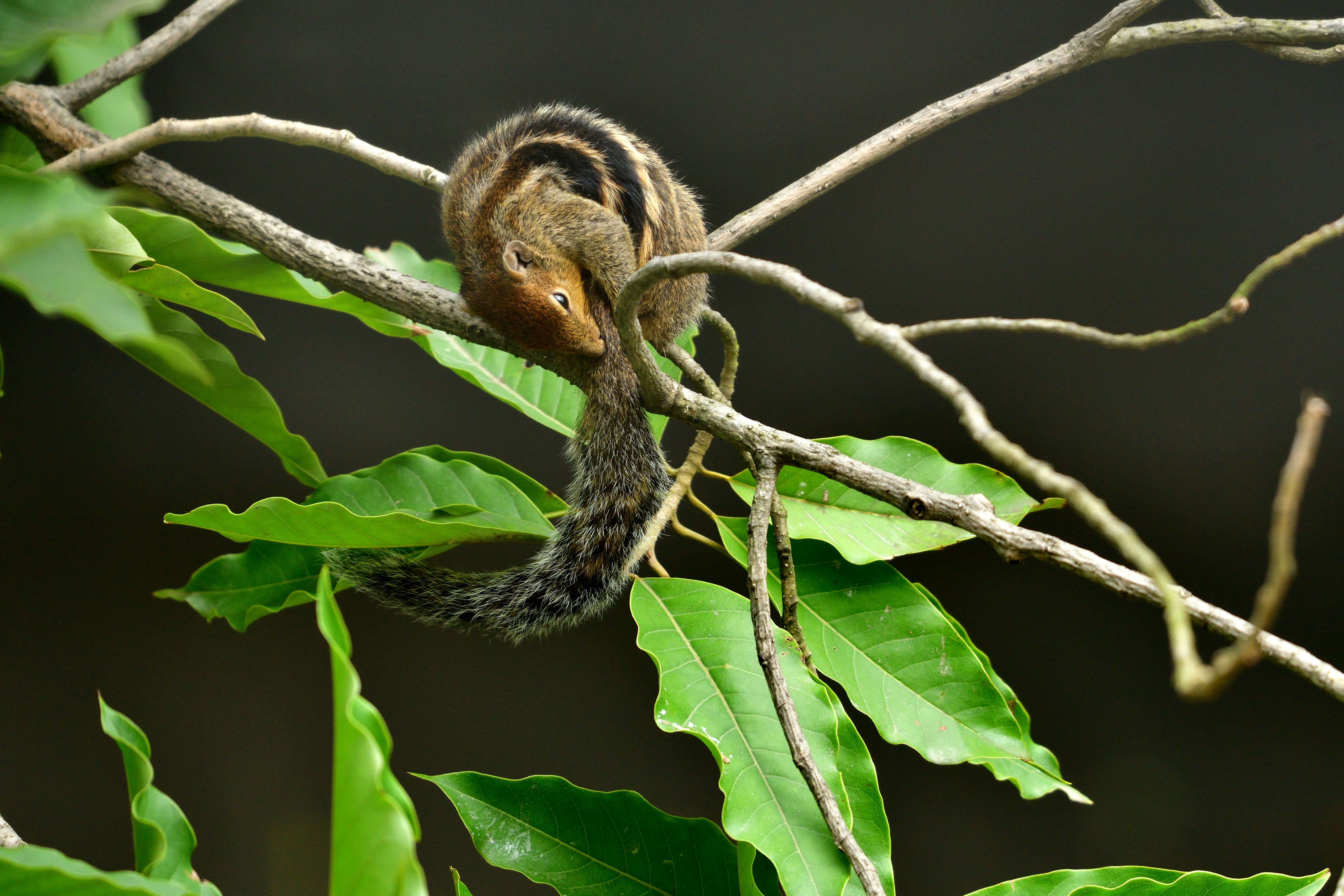 brown squirrel on green tree branch