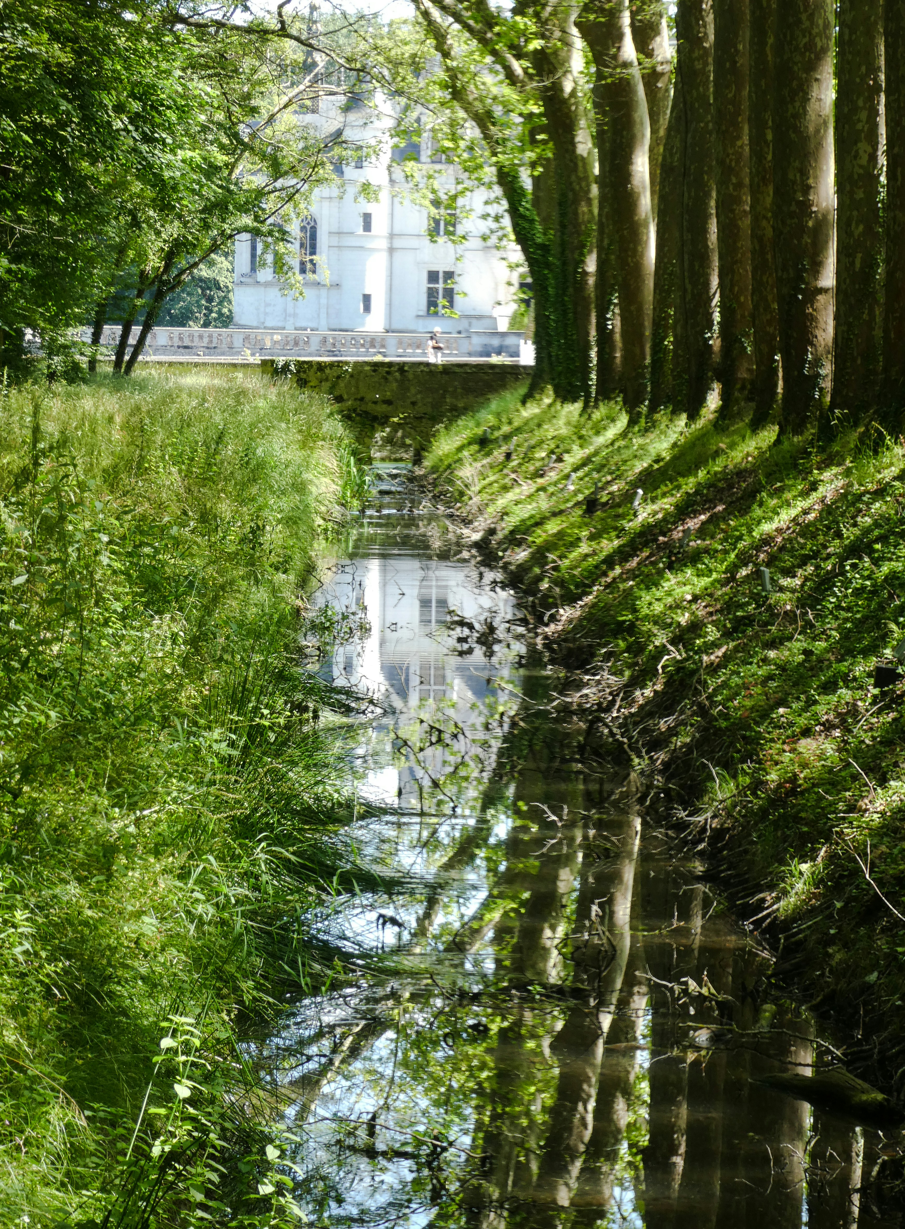 Lush greenery lines a tranquil waterway, reflecting the surrounding trees and a distant white building. The scene captures a peaceful moment in nature.