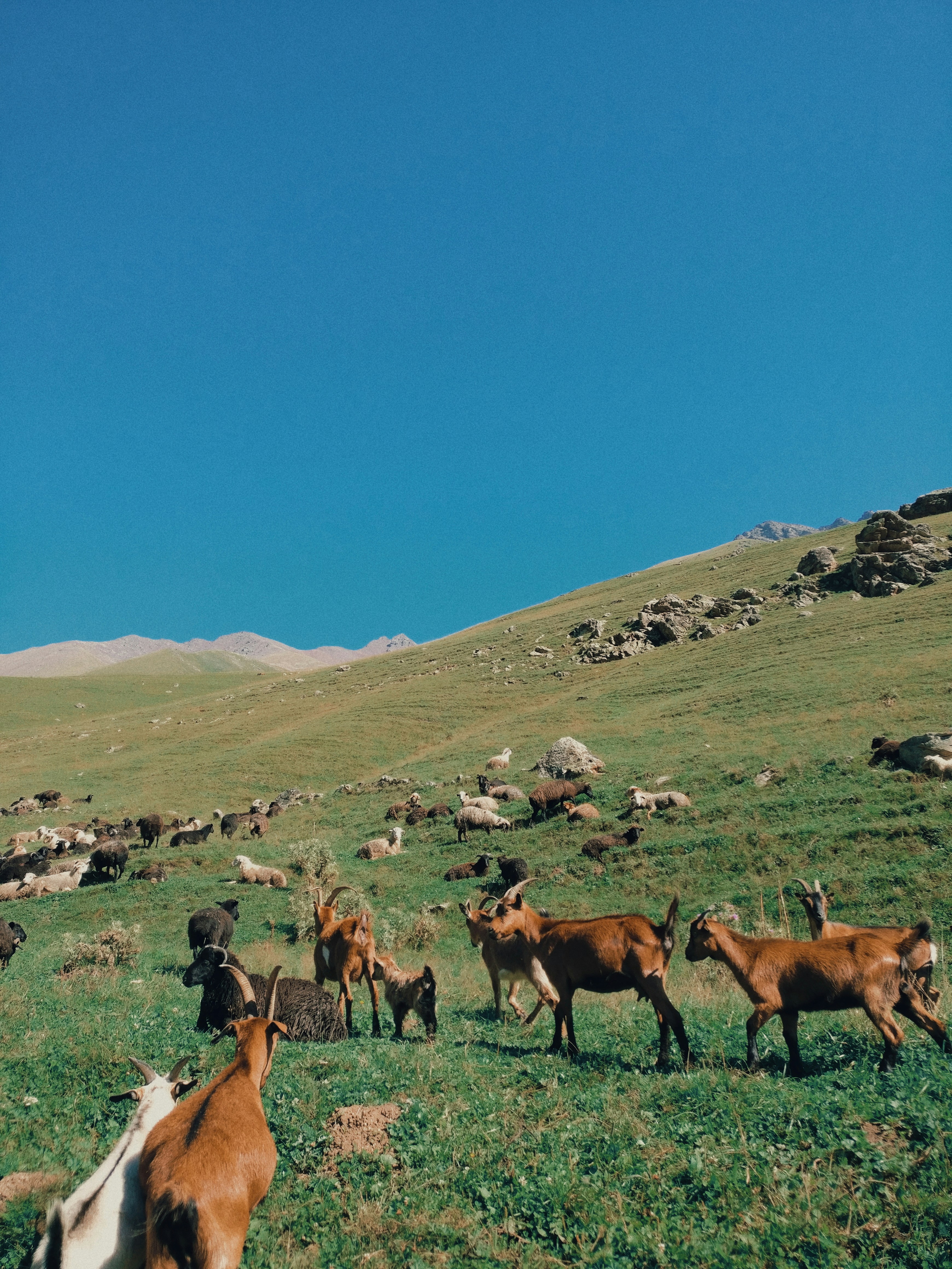 A herd of goats grazes peacefully on a lush green hillside under a clear blue sky, showcasing the serene beauty of rural life.