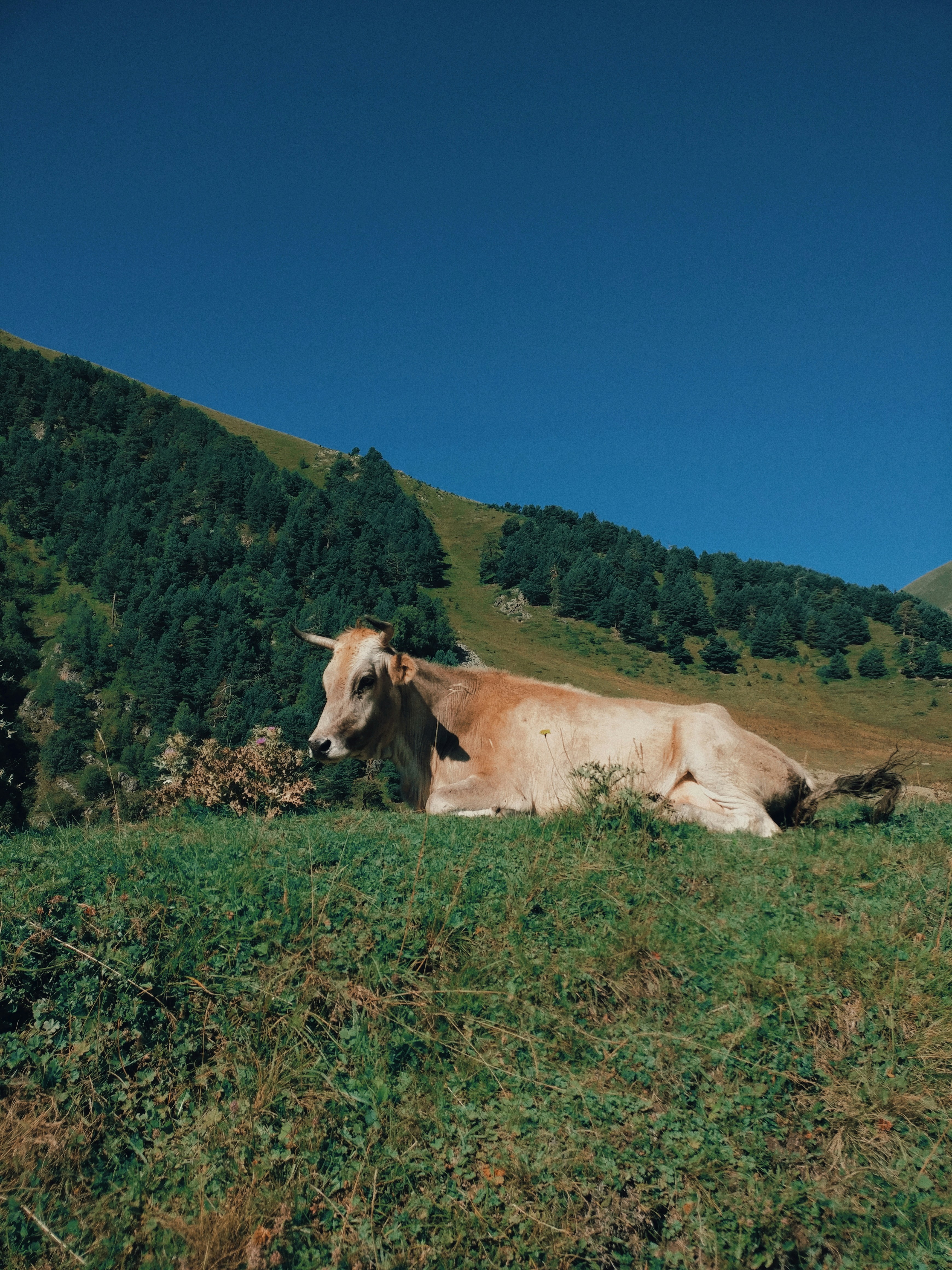A relaxed cow lounging on a grassy hillside, surrounded by lush greenery and a clear blue sky.