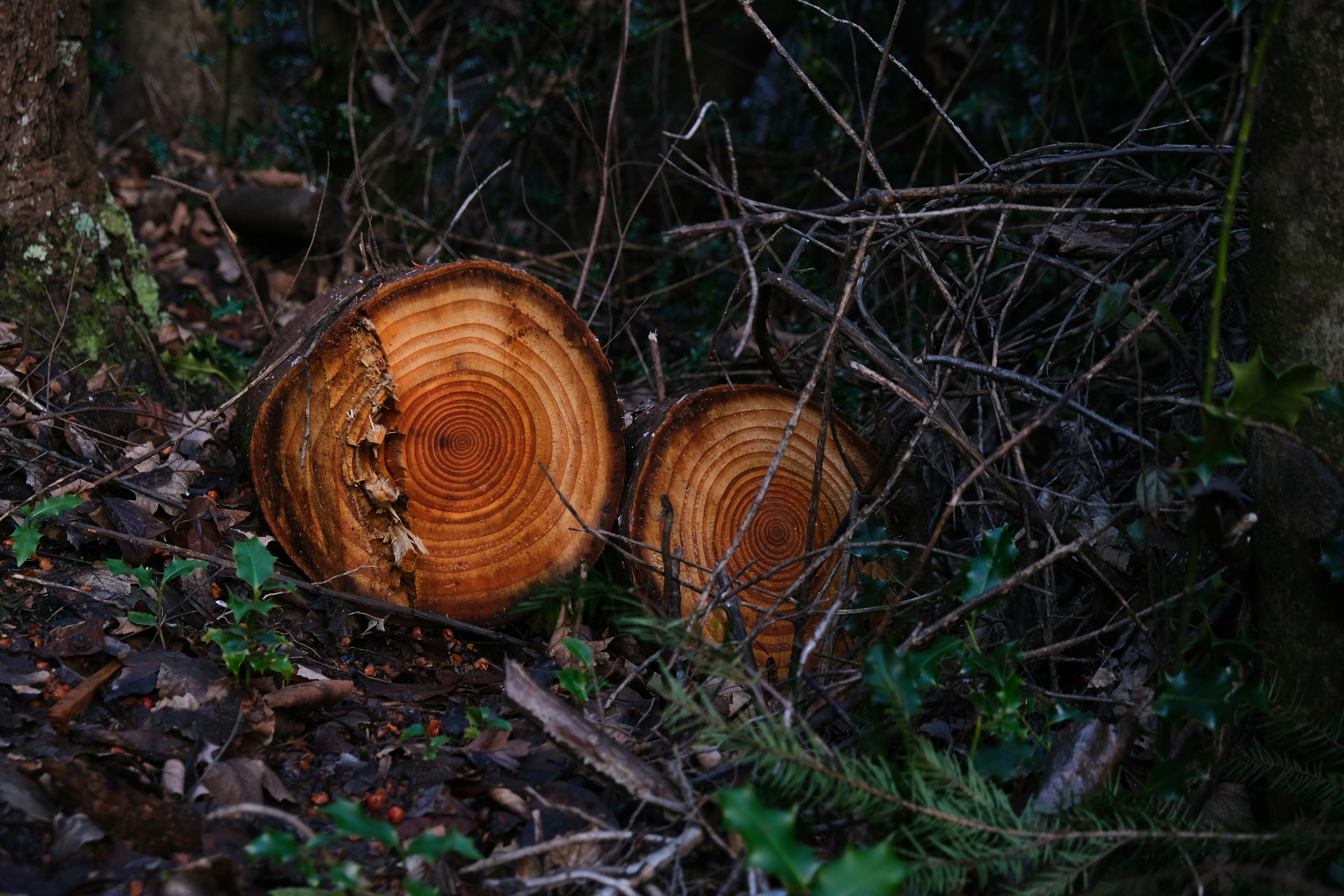 Rings of Stillness: Cut Logs Nestle in the Shadowed Forest Floor