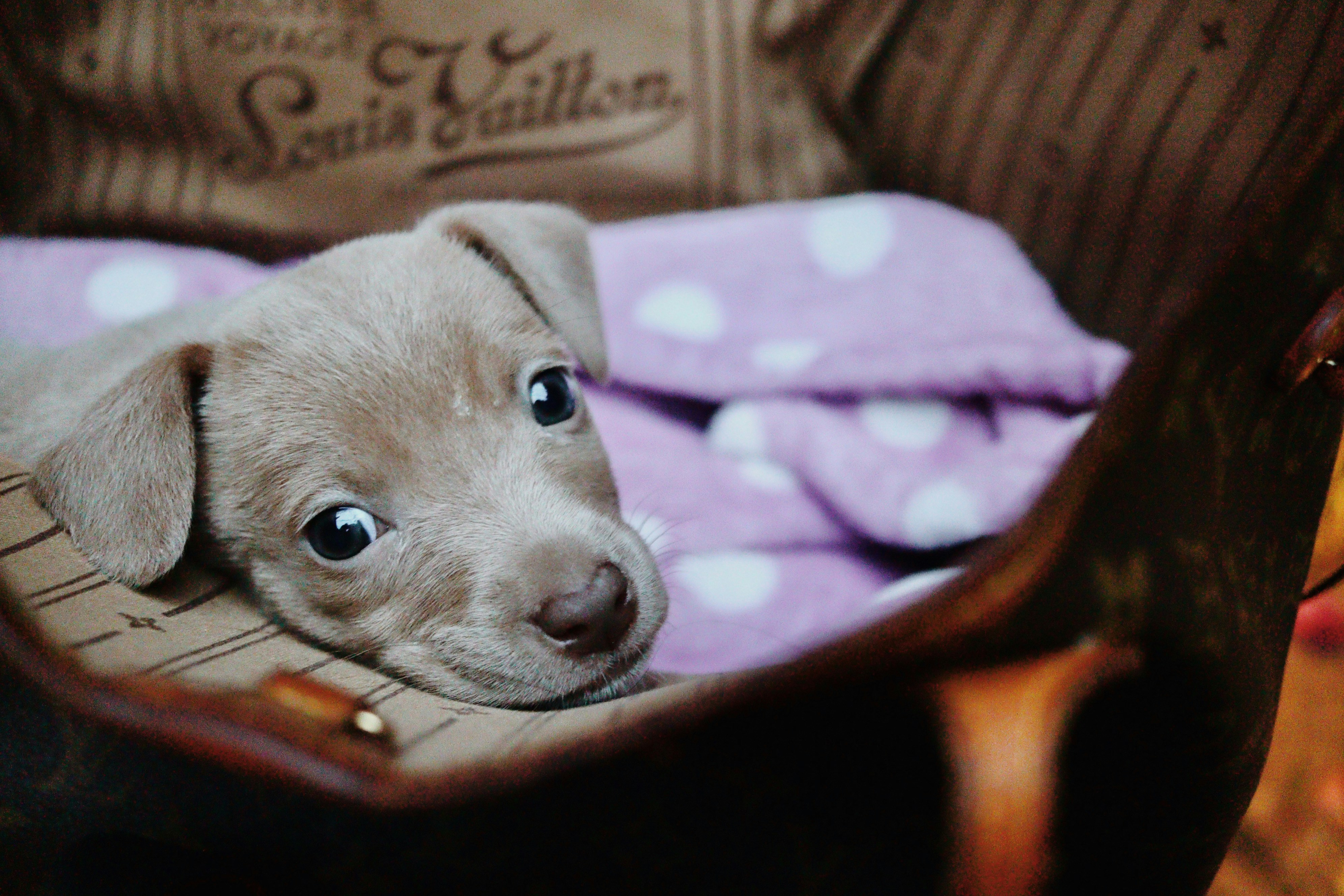 Curious Pup Resting in a Cozy Basket