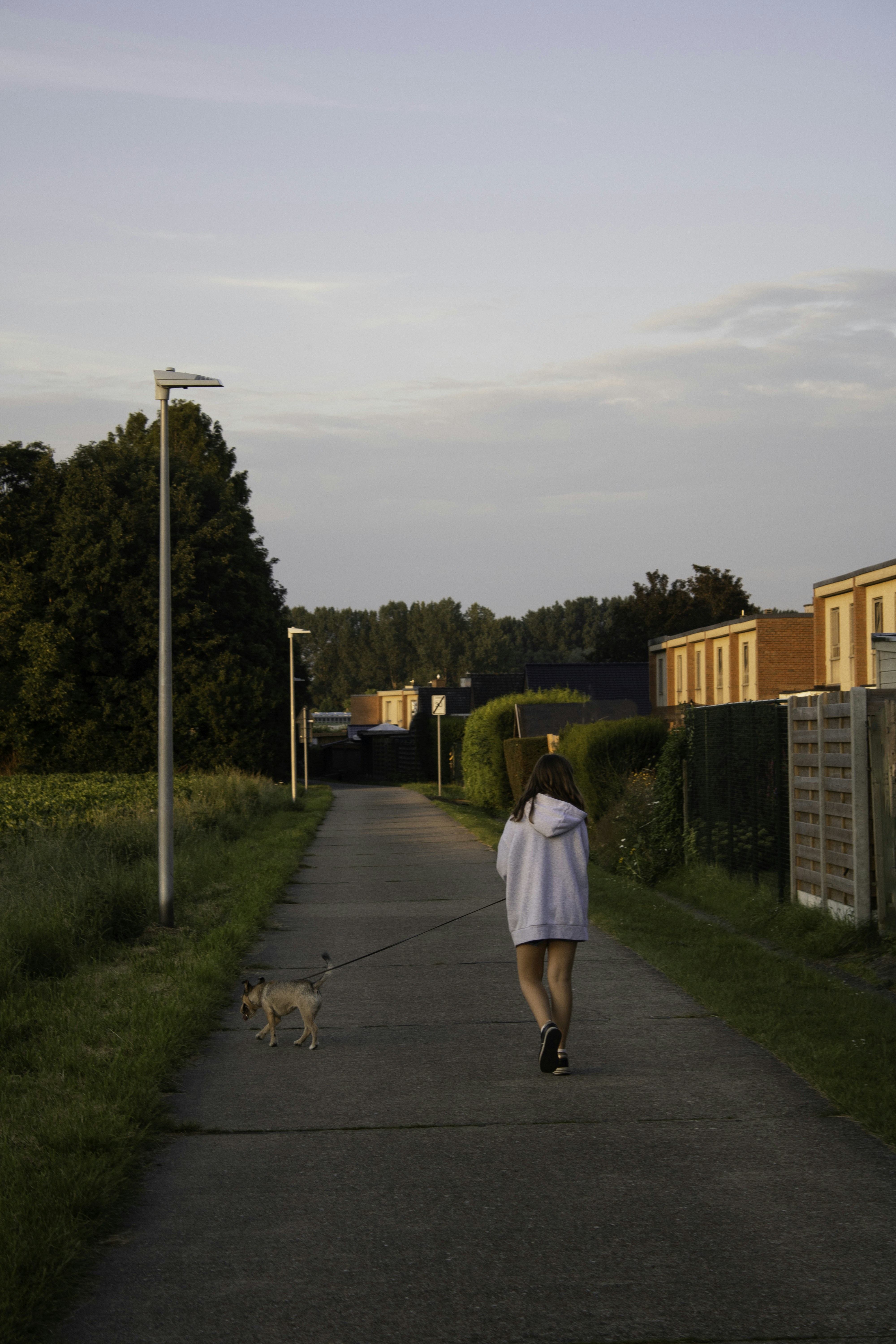 Twilight on the Suburban Path: A lone figure and a small dog stride through a sunlit corridor.