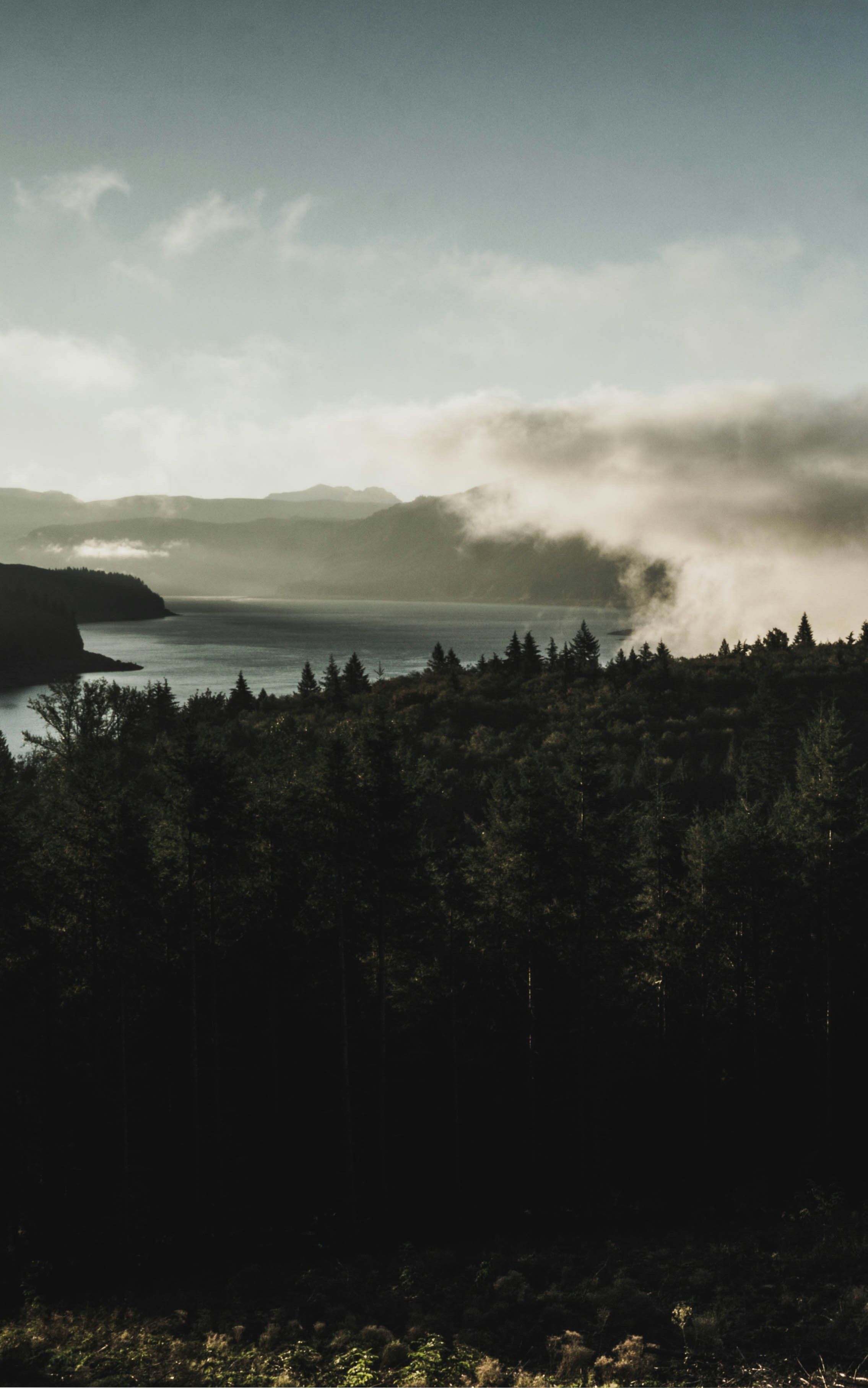 green trees near body of water under cloudy sky during daytime