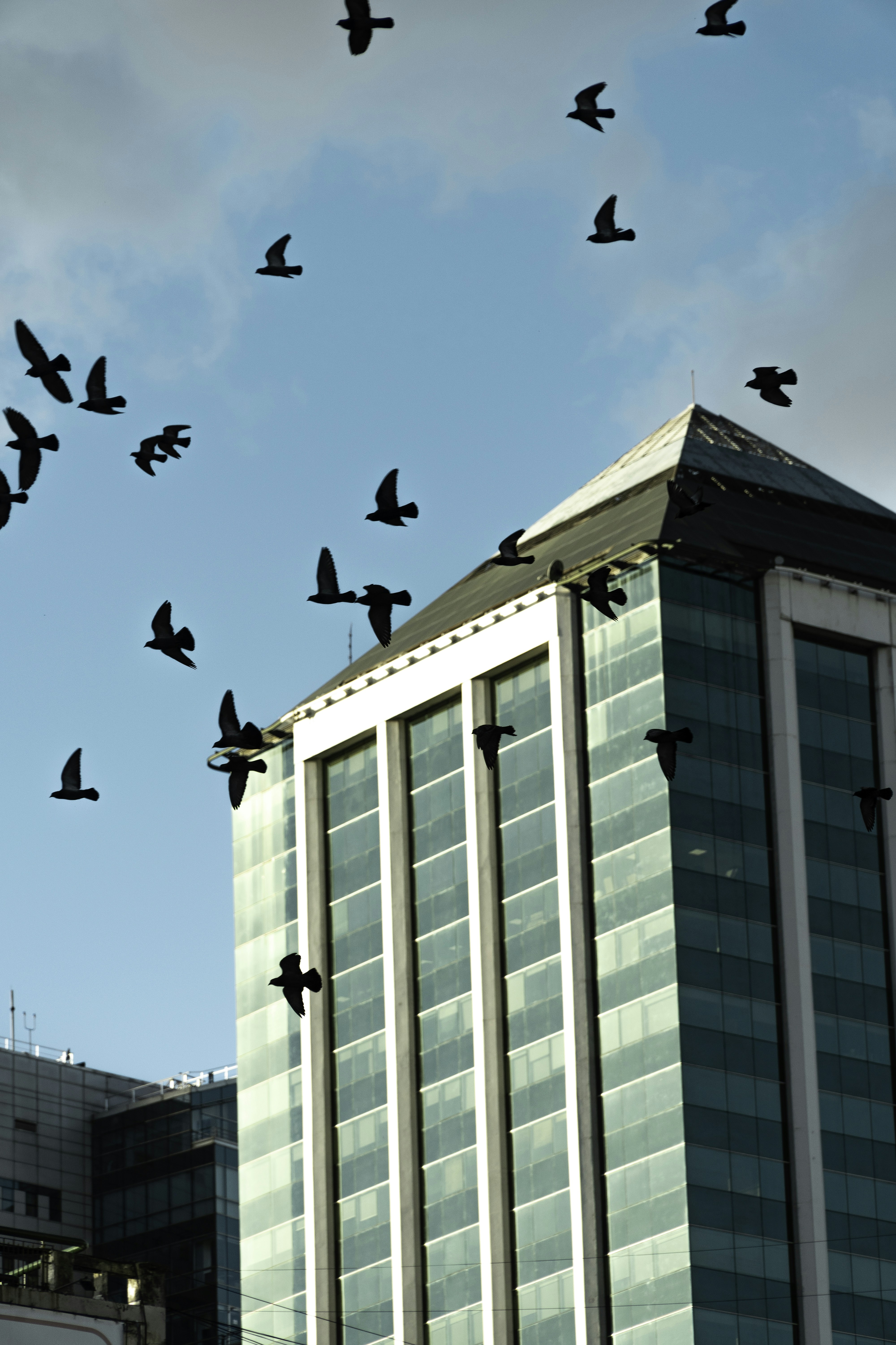 Birds over a Modern Glass Facade