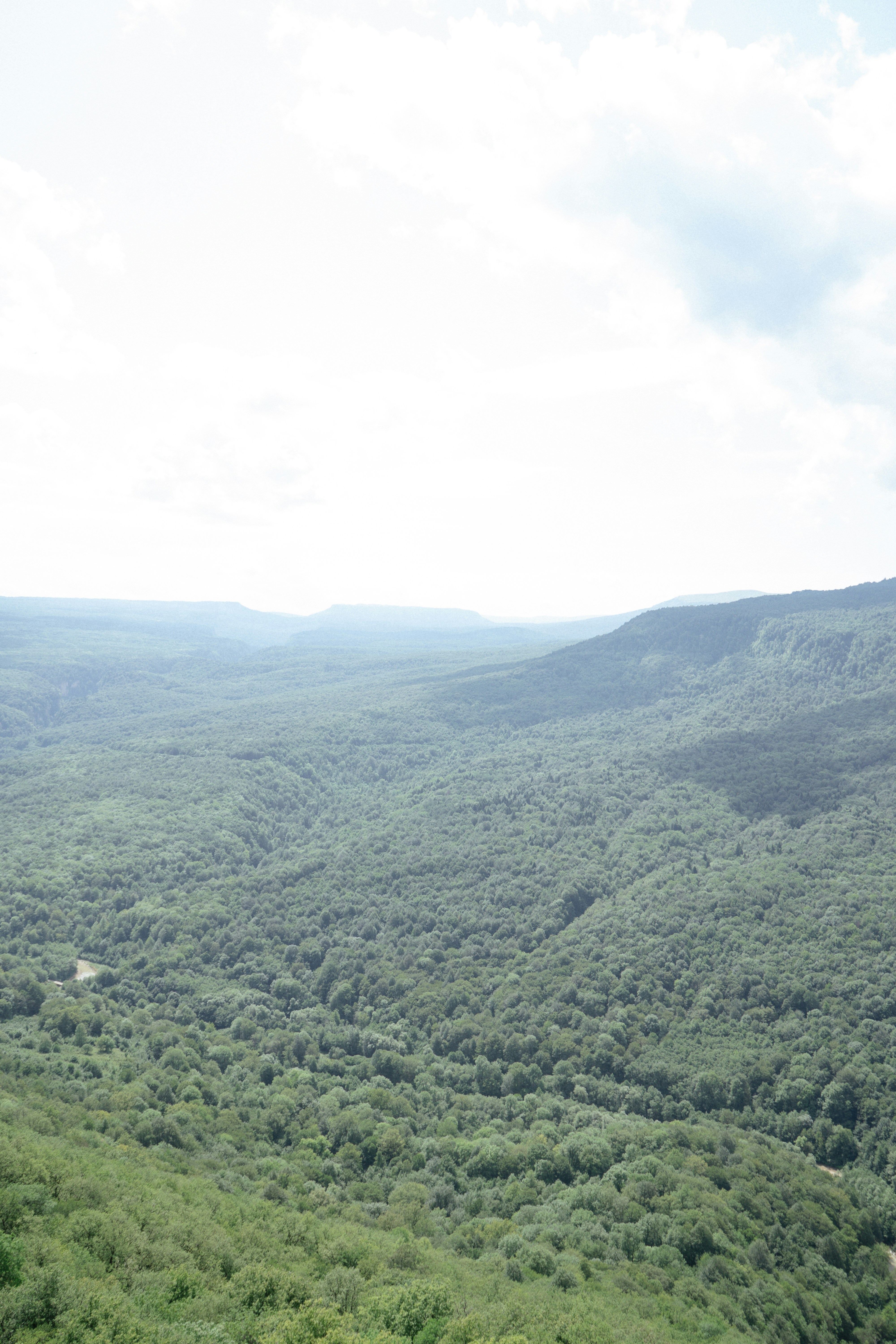 Green Horizon: A Quiet Overlook Across Rolling Forest Valleys