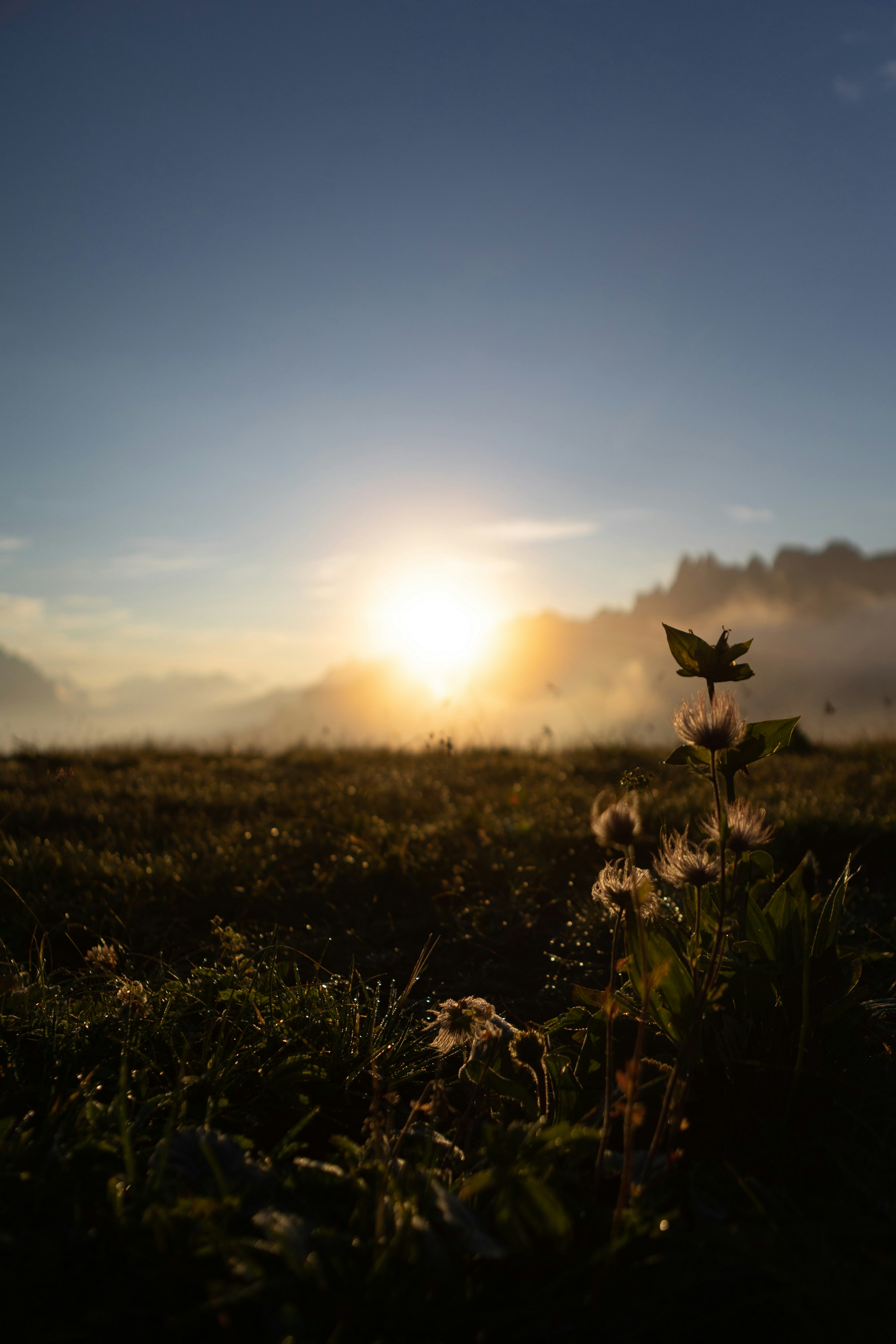 Dawn Backlight: A Field’s Seedhead Stands in Crisp Focus