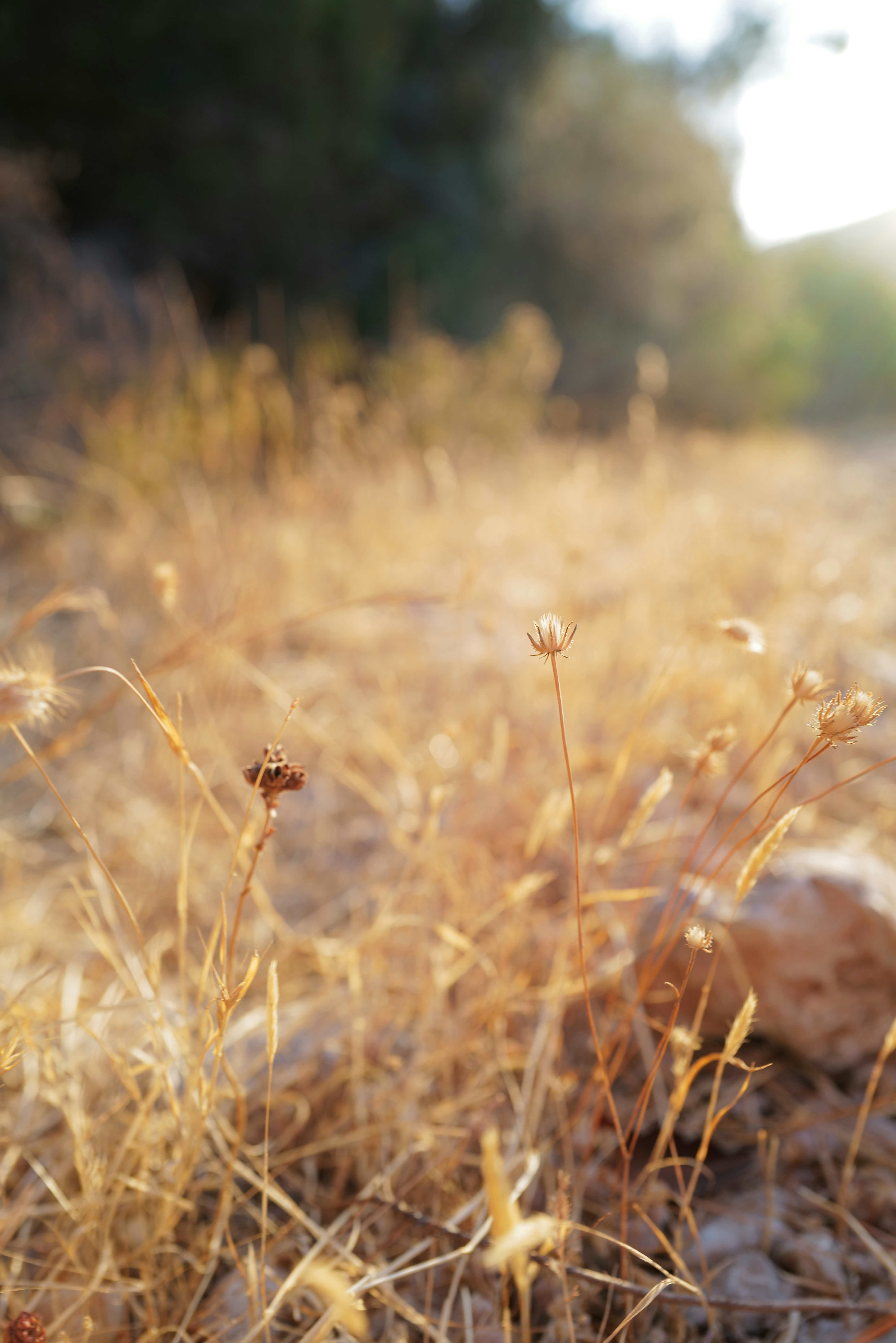 Solitary Seed Head Rising Through Golden Grass at Dusk
