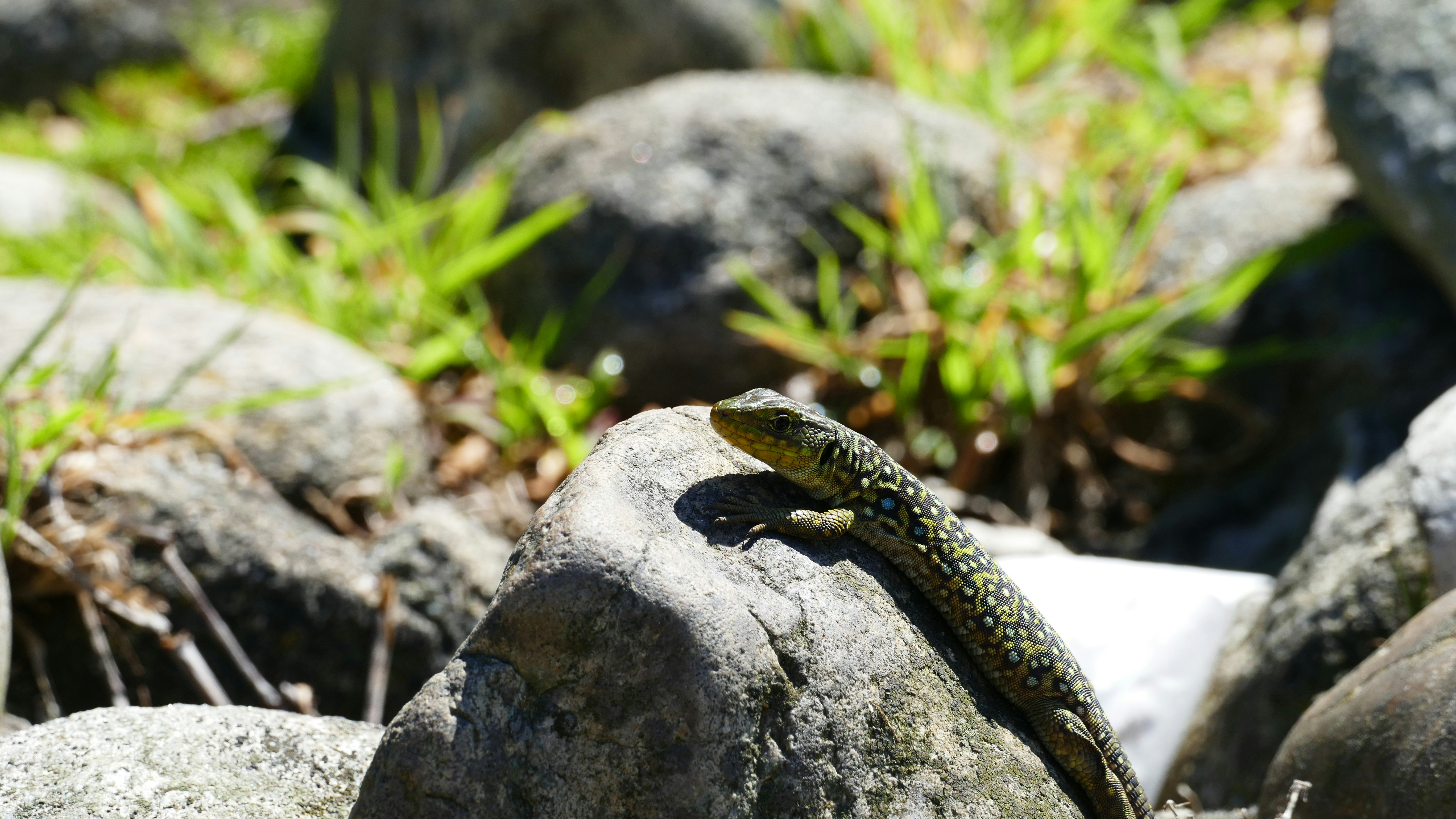 A green and yellow lizard basking on a sunlit rock amidst a backdrop of textured stones and vibrant grass.