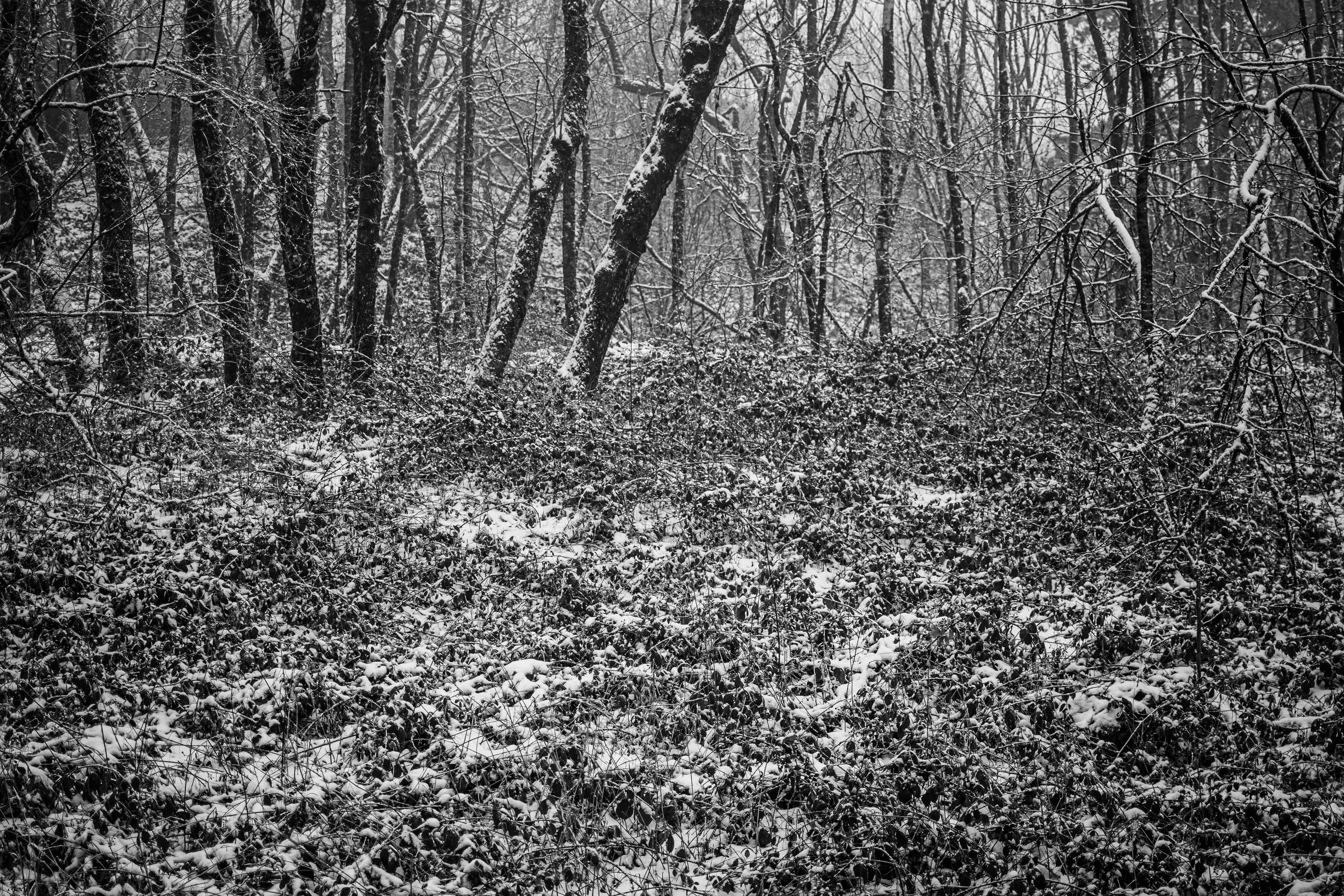 Grayscale photo of trees and plants photo – Free Plant Image on Unsplash