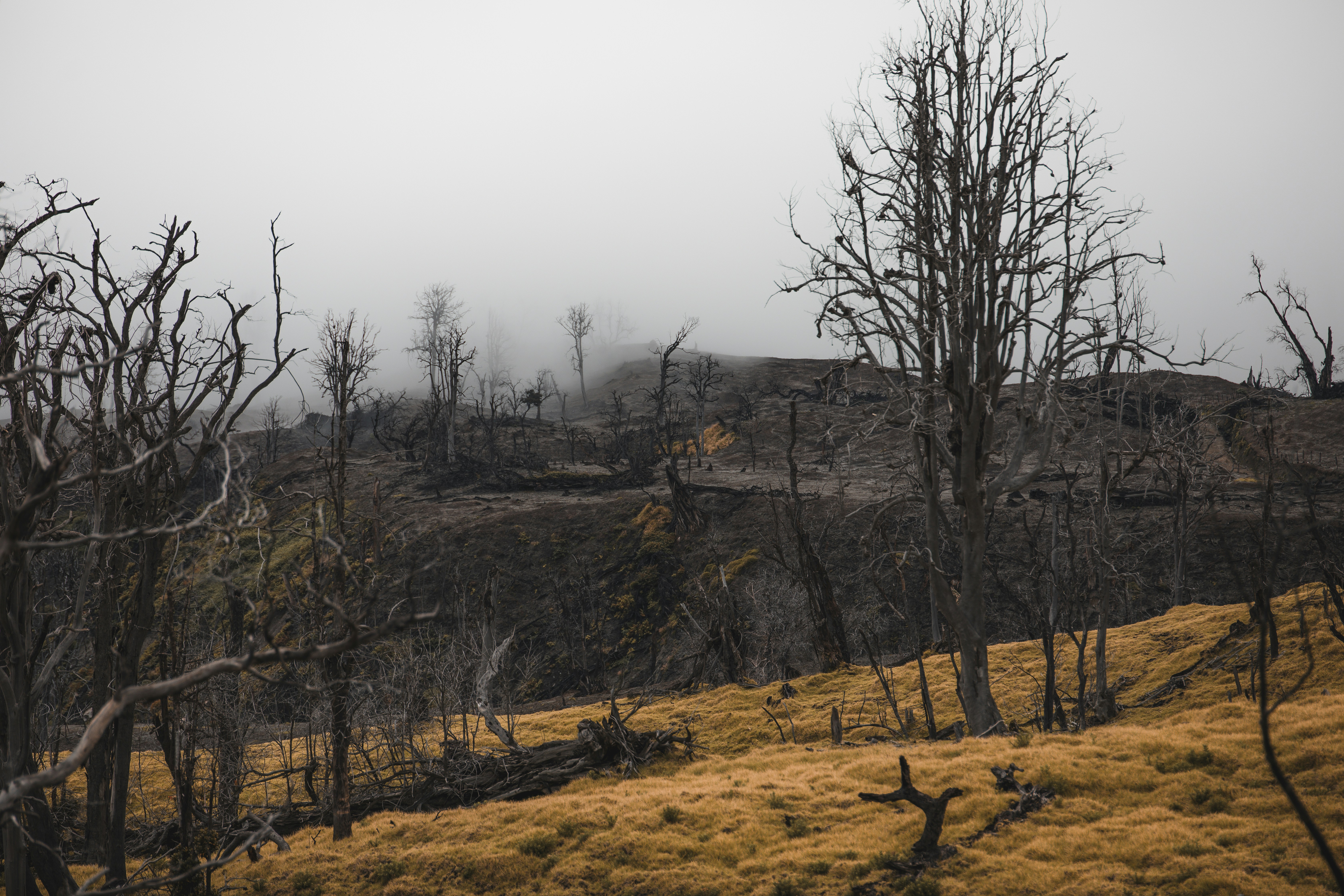 Barren landscape marked by scorched earth and skeletal trees, shrouded in mist, reflecting the aftermath of a wildfire.