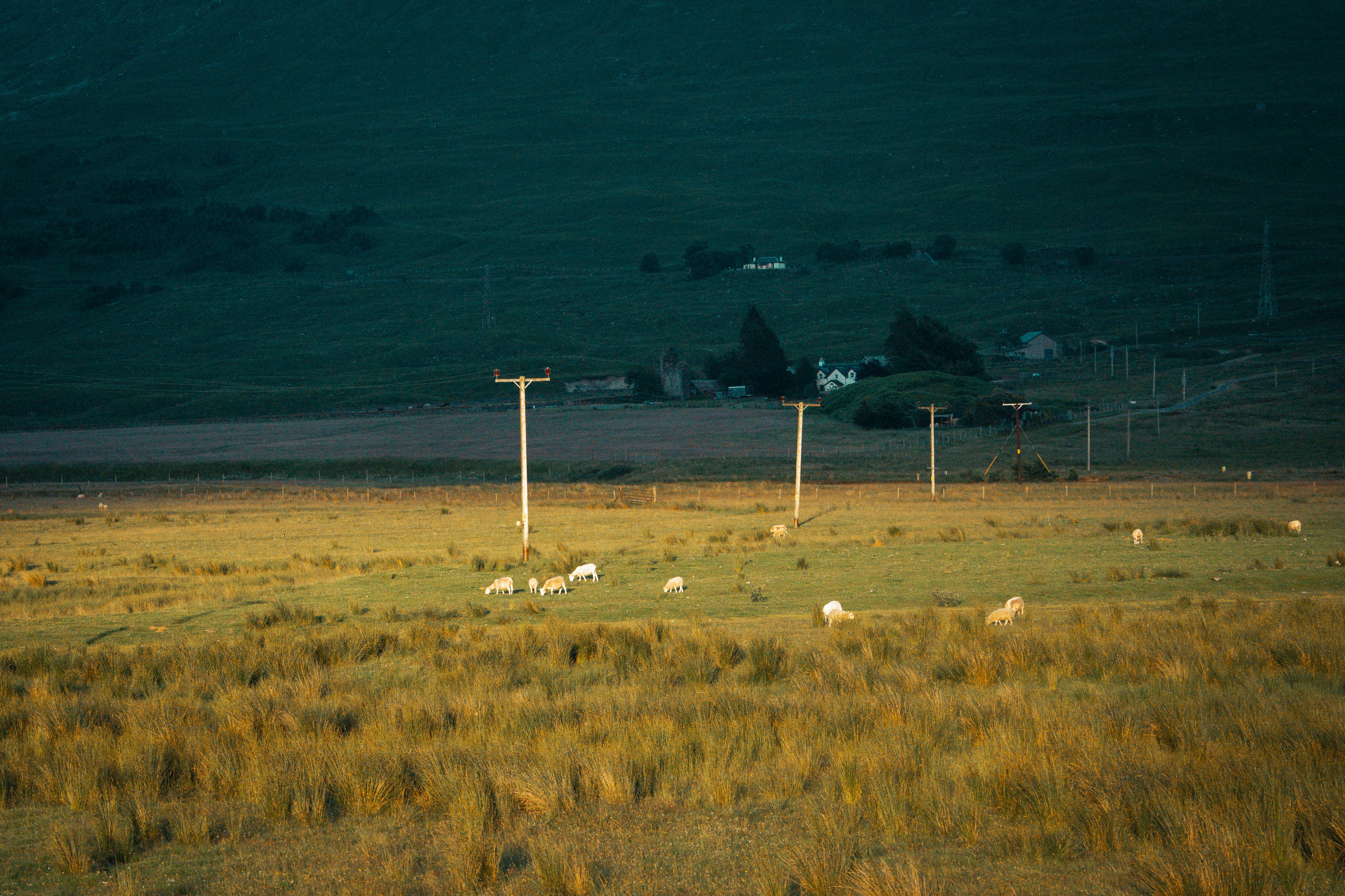 Sheep grazing in a sunlit field with distant power lines and a rural landscape in the background.