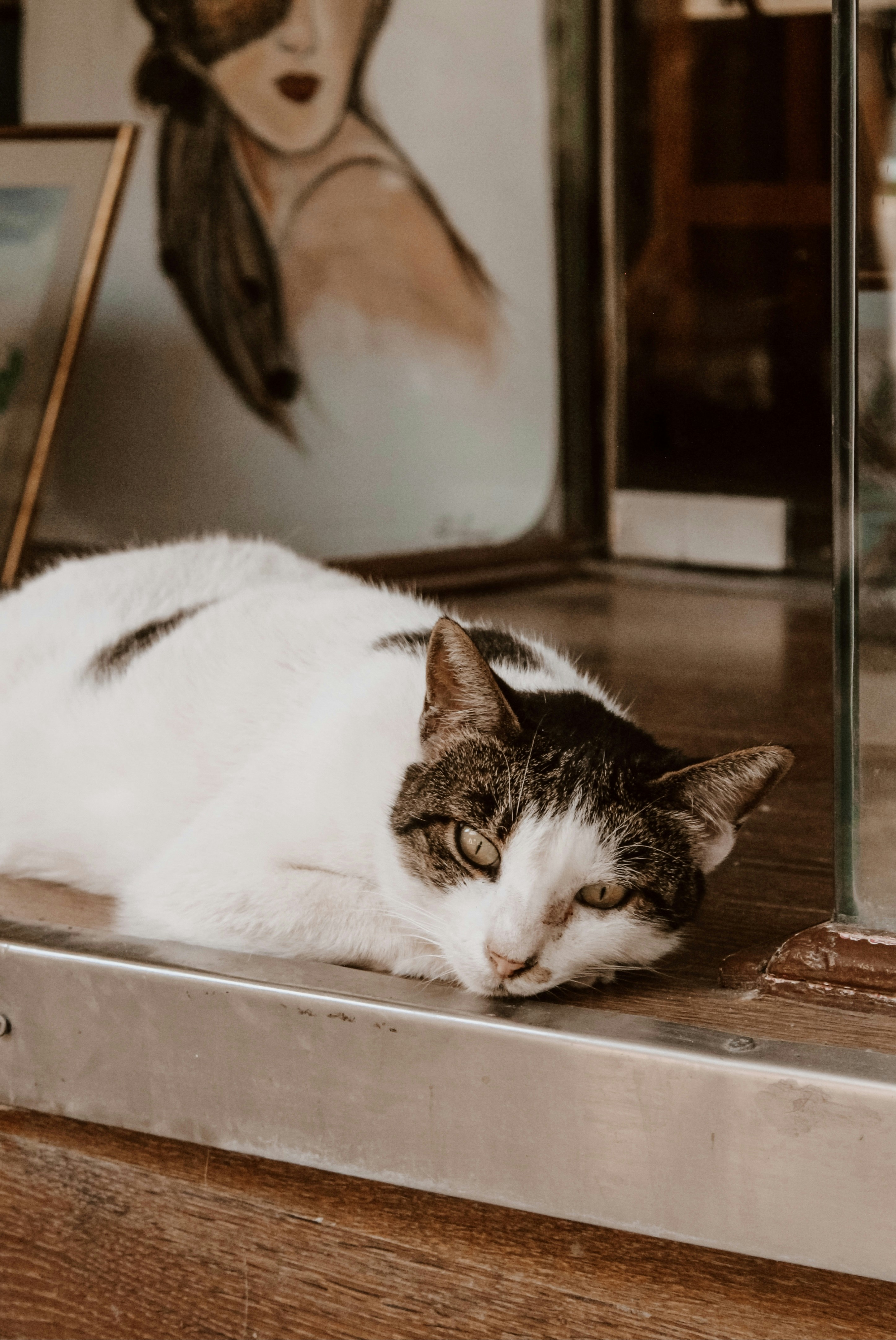 white and black cat on brown wooden table
