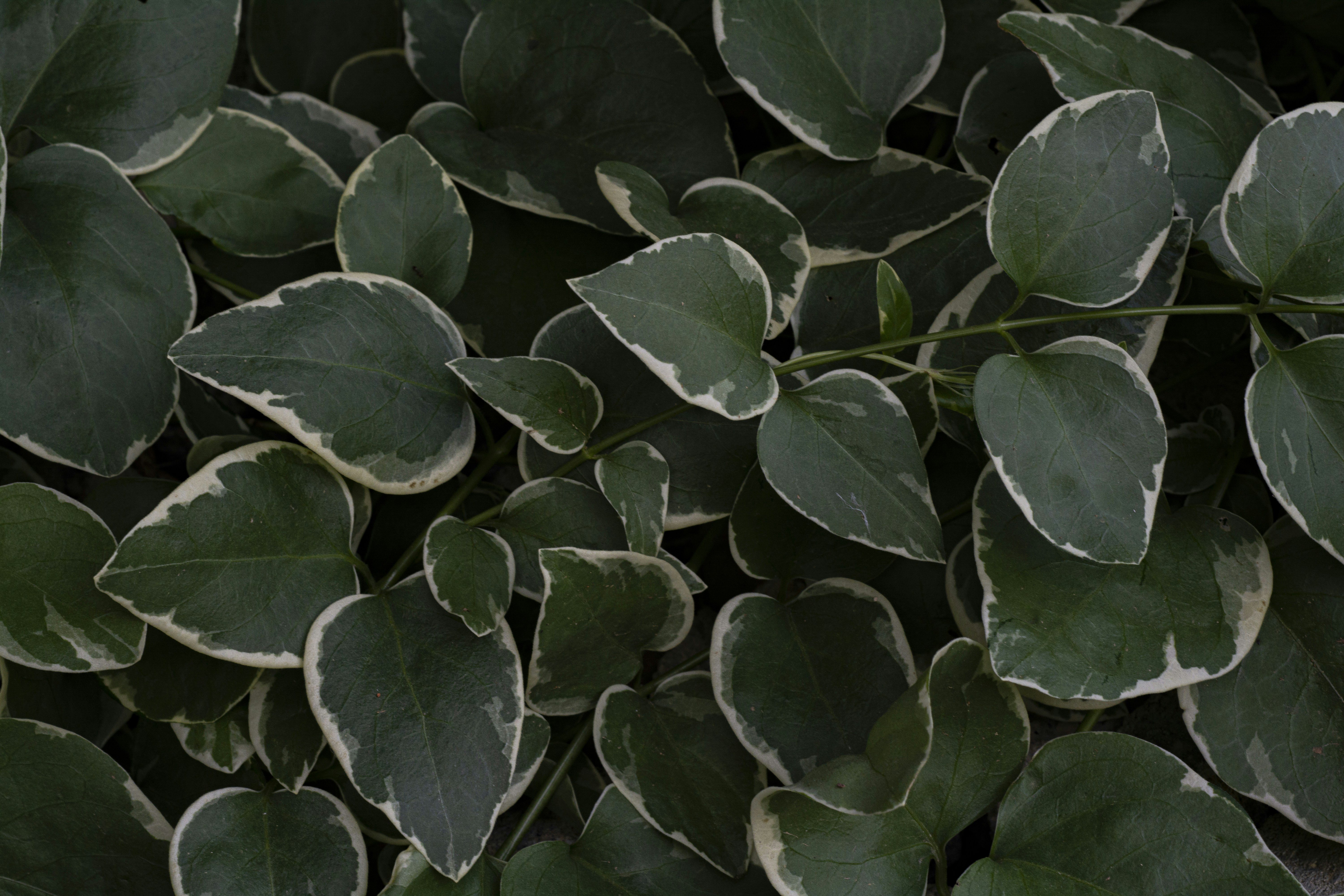 Dense arrangement of variegated green leaves with white edges, creating a rich, textured pattern.