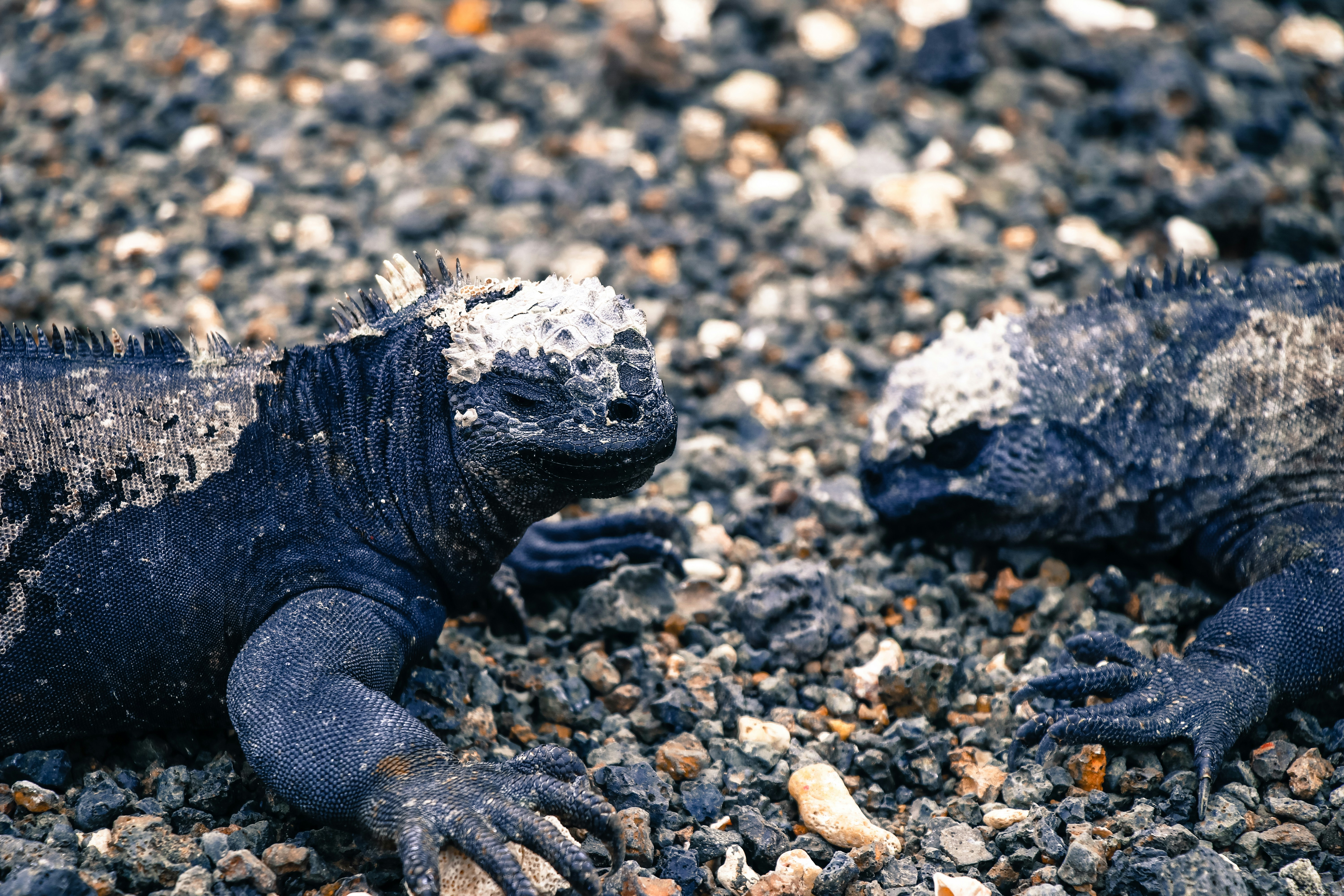 black and gray lizard on gray and black stone