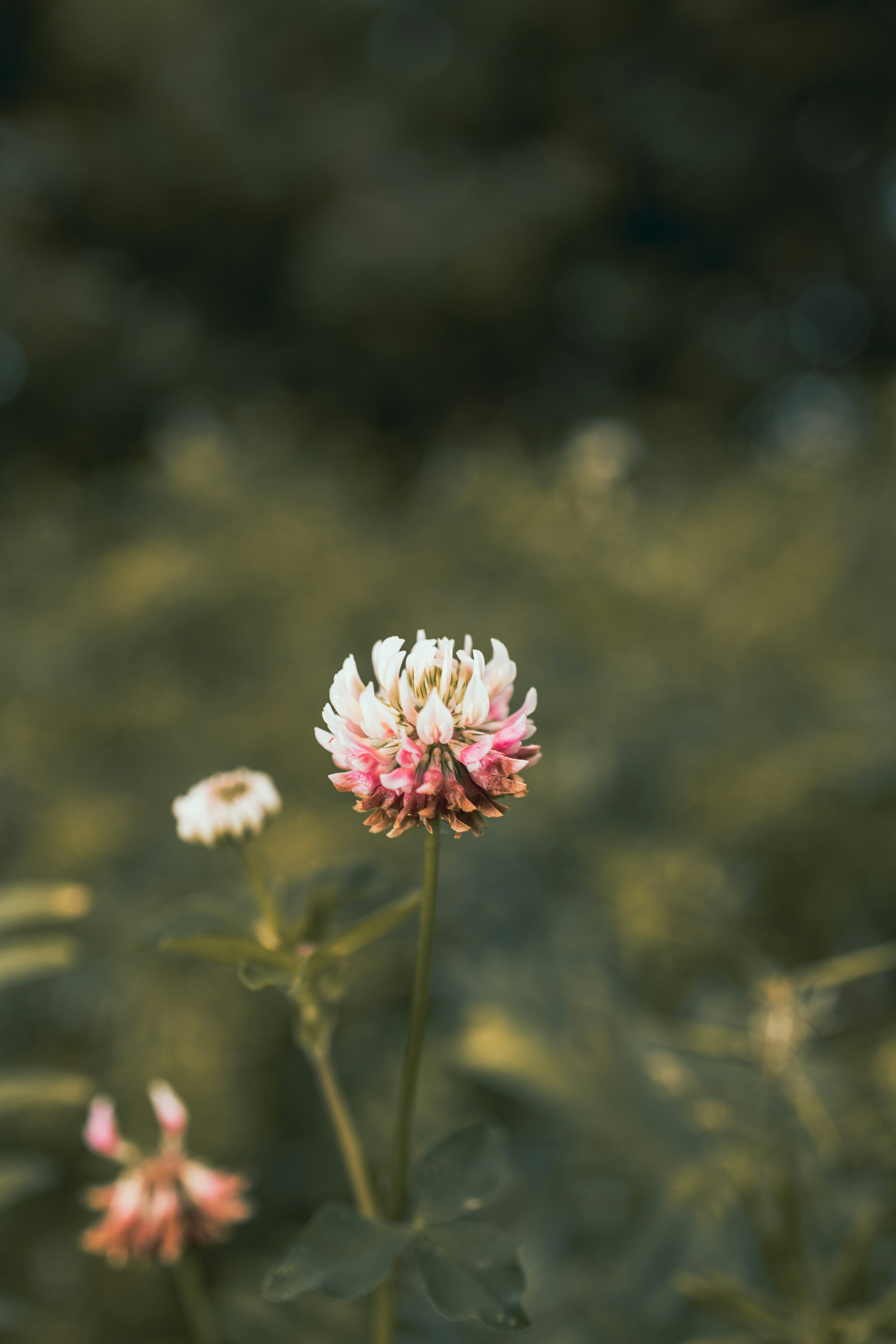A vibrant clover flower stands tall amidst a soft-focus background of greenery, showcasing delicate petals in shades of pink and white.