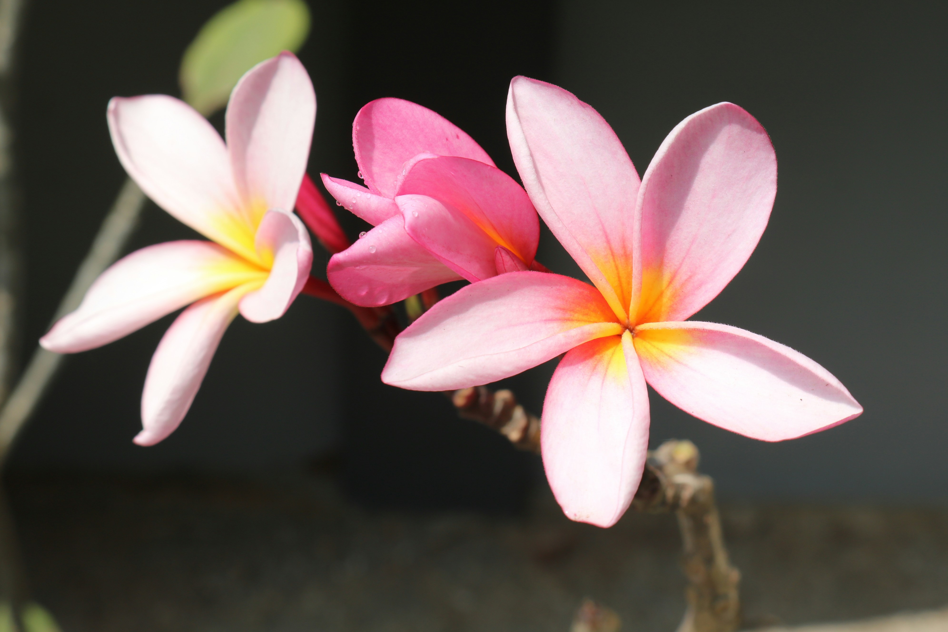 Blush Plumeria Duo in Soft Focus: A Quiet Moment of Color