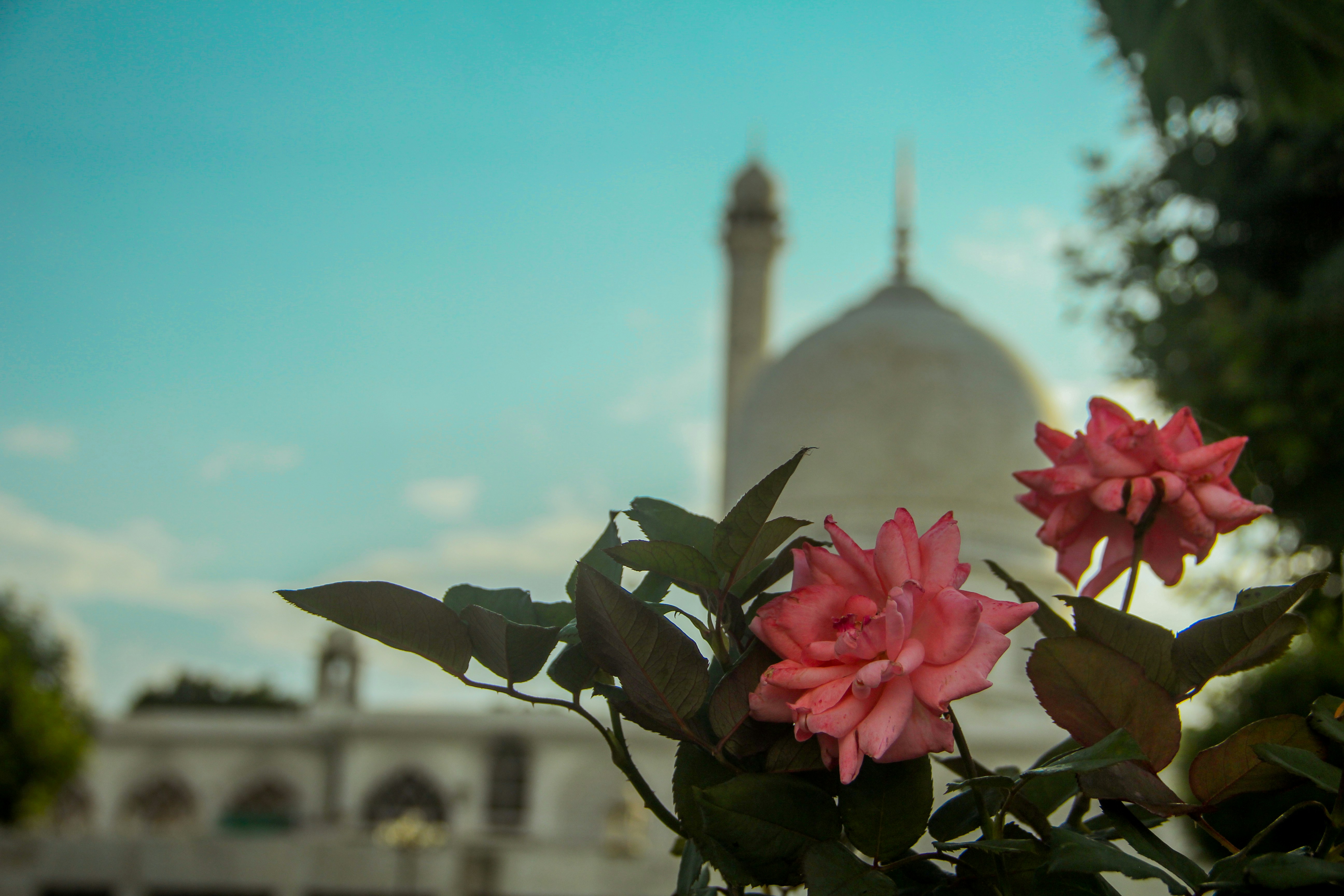 Delicate pink roses in the foreground with a blurred historical monument in the background, showcasing a blend of nature and architecture.