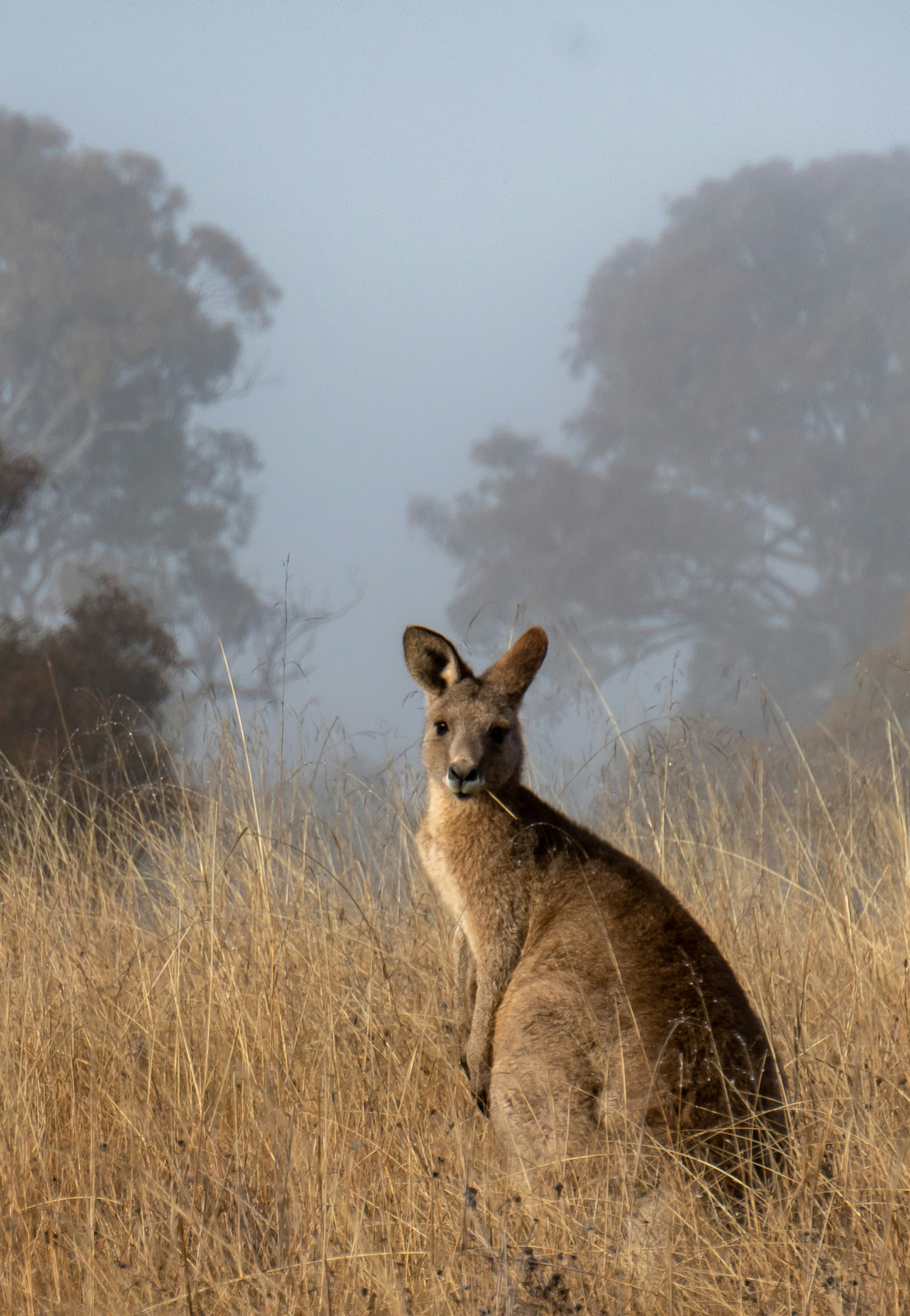 Wallaby stands among tall golden grasses with a pale fog bank and distant trees in the background.