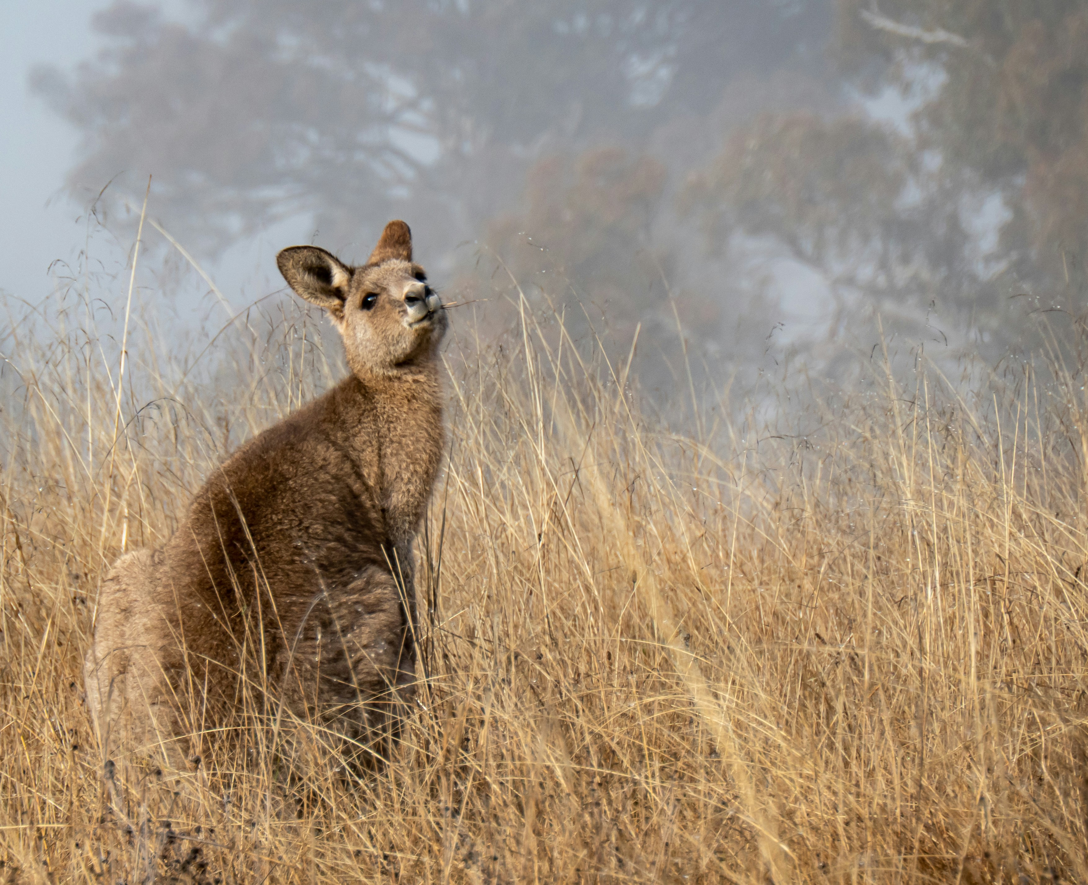 Prickly Grass Portrait: A Patched-Dry-Season Kangaroo in Golden Field