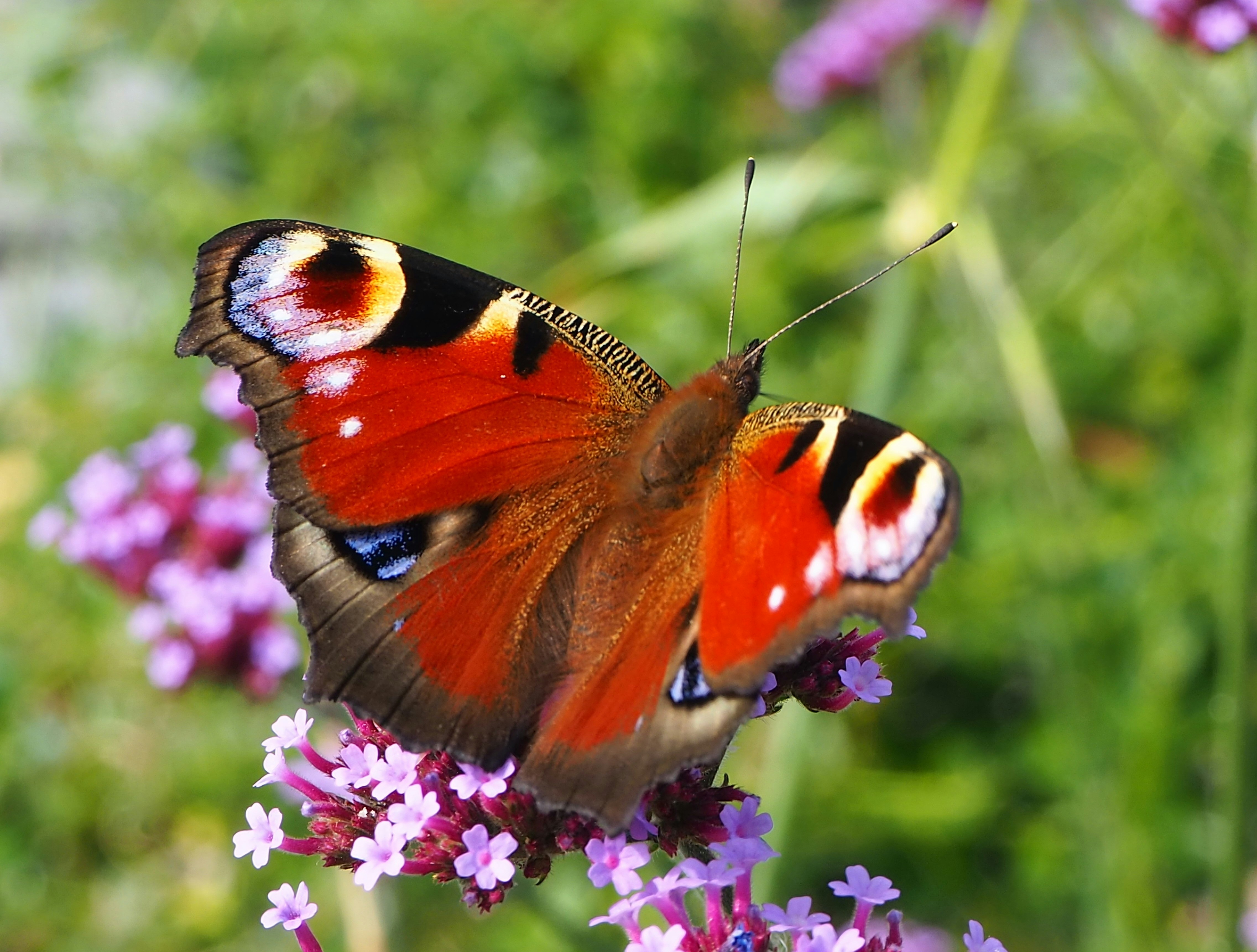 Peacock butterfly perched on vibrant pink flowers, showcasing its striking orange and blue patterns. A moment of nature's beauty captured.