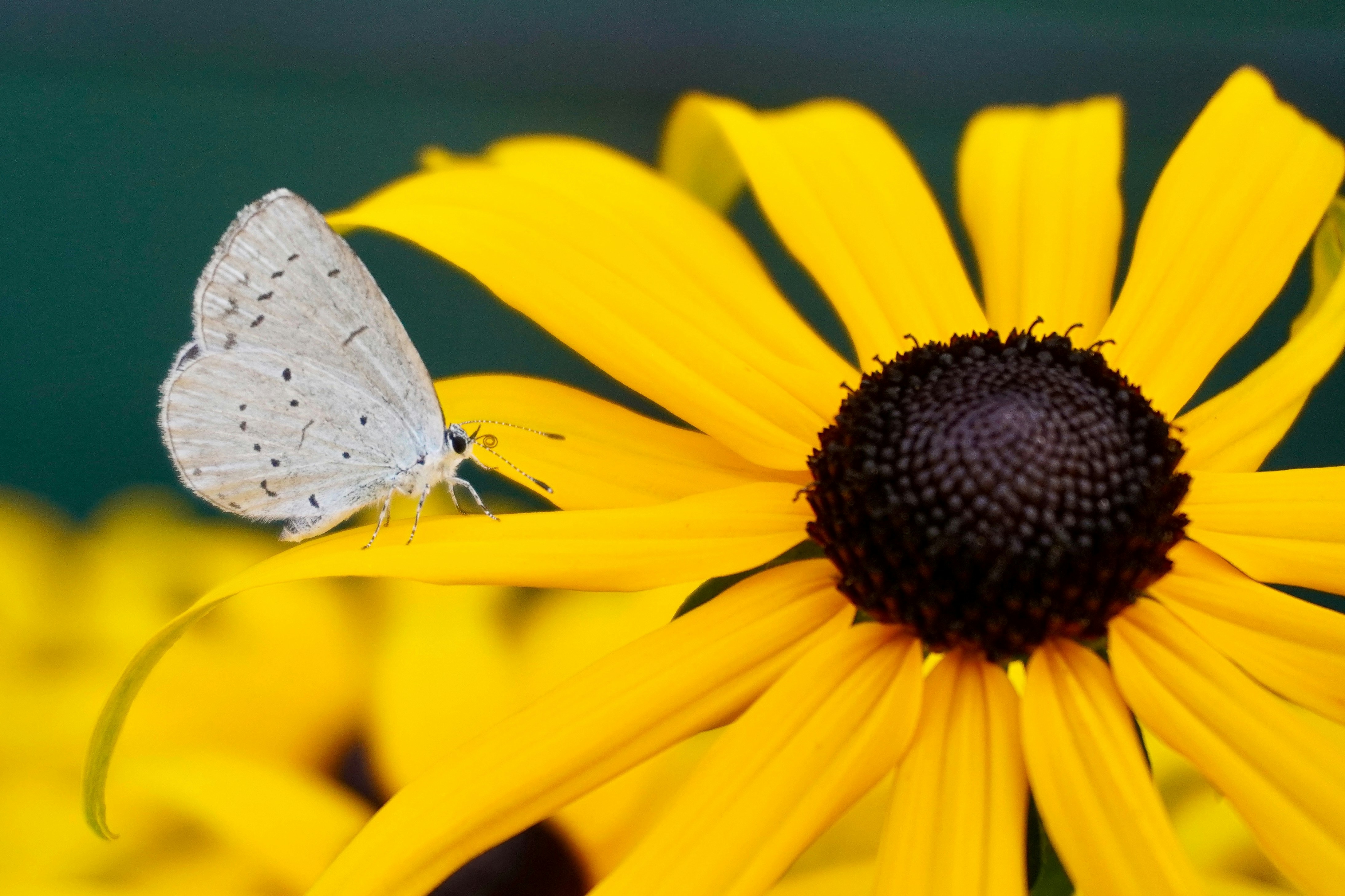 A small white butterfly perched on a vibrant black-eyed Susan flower, showcasing the intricate details of both the insect and the bloom.