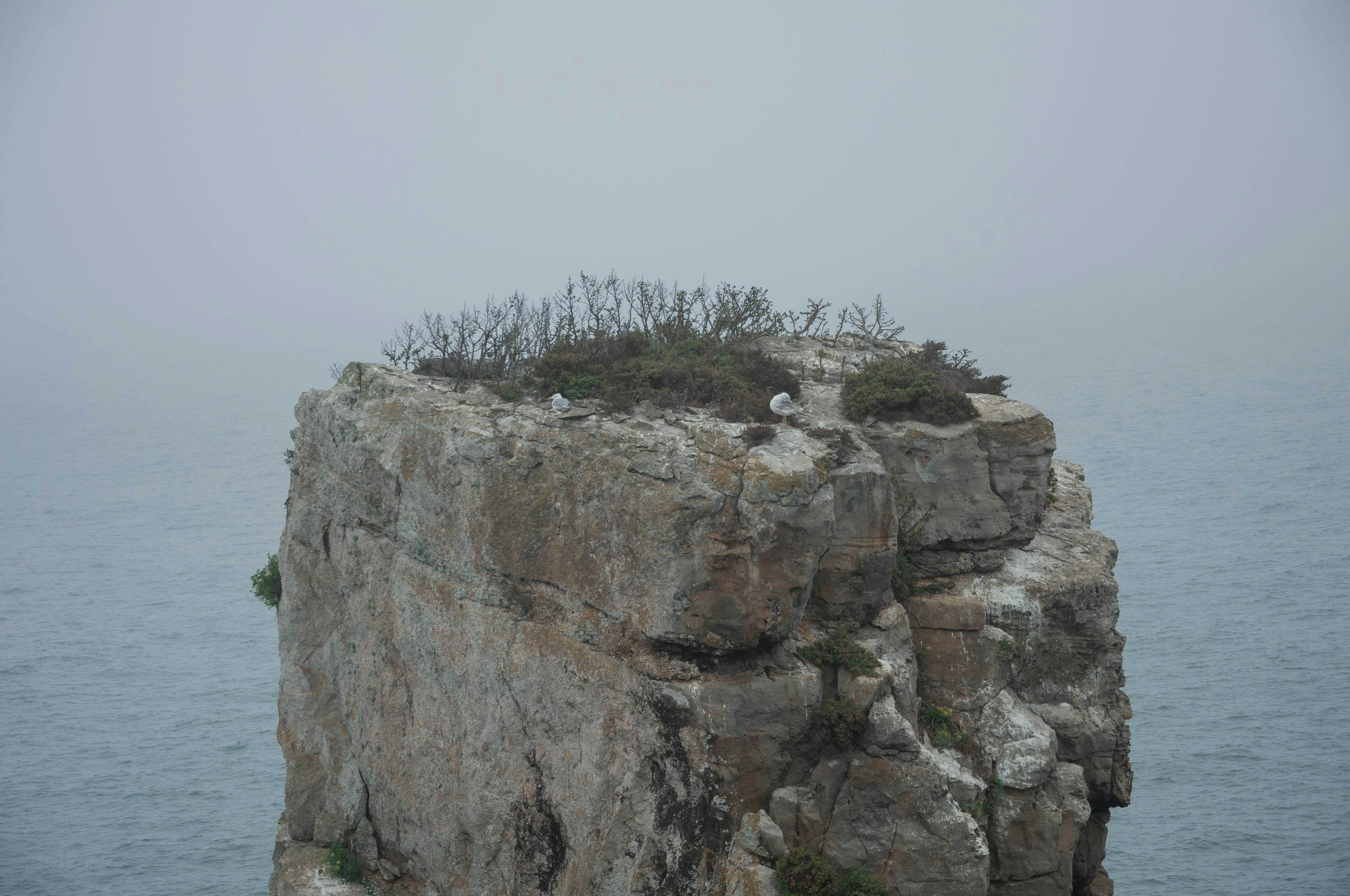 Two seabirds perched on a rocky outcrop, surrounded by misty ocean waters, with sparse vegetation atop the cliff.