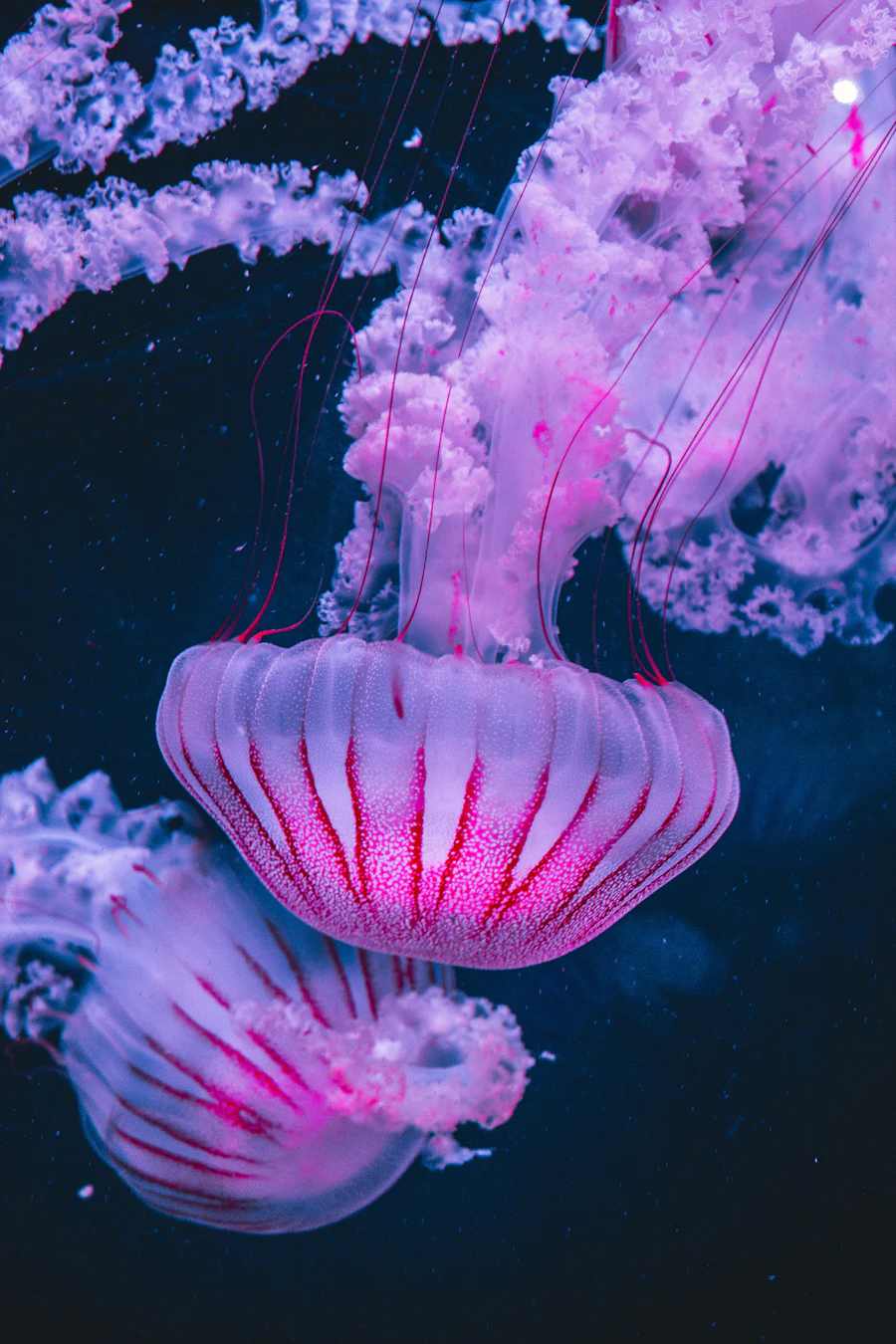 Two glowing jellyfish with vivid pink-striped bells float against a deep blue-black aquarium background. Wispy tentacles and cloudy white frills trail upward around them.