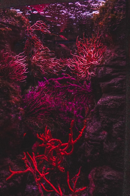 Saving Our Oceans: The Urgent Need to Protect Coral Reefs Saving Our ...