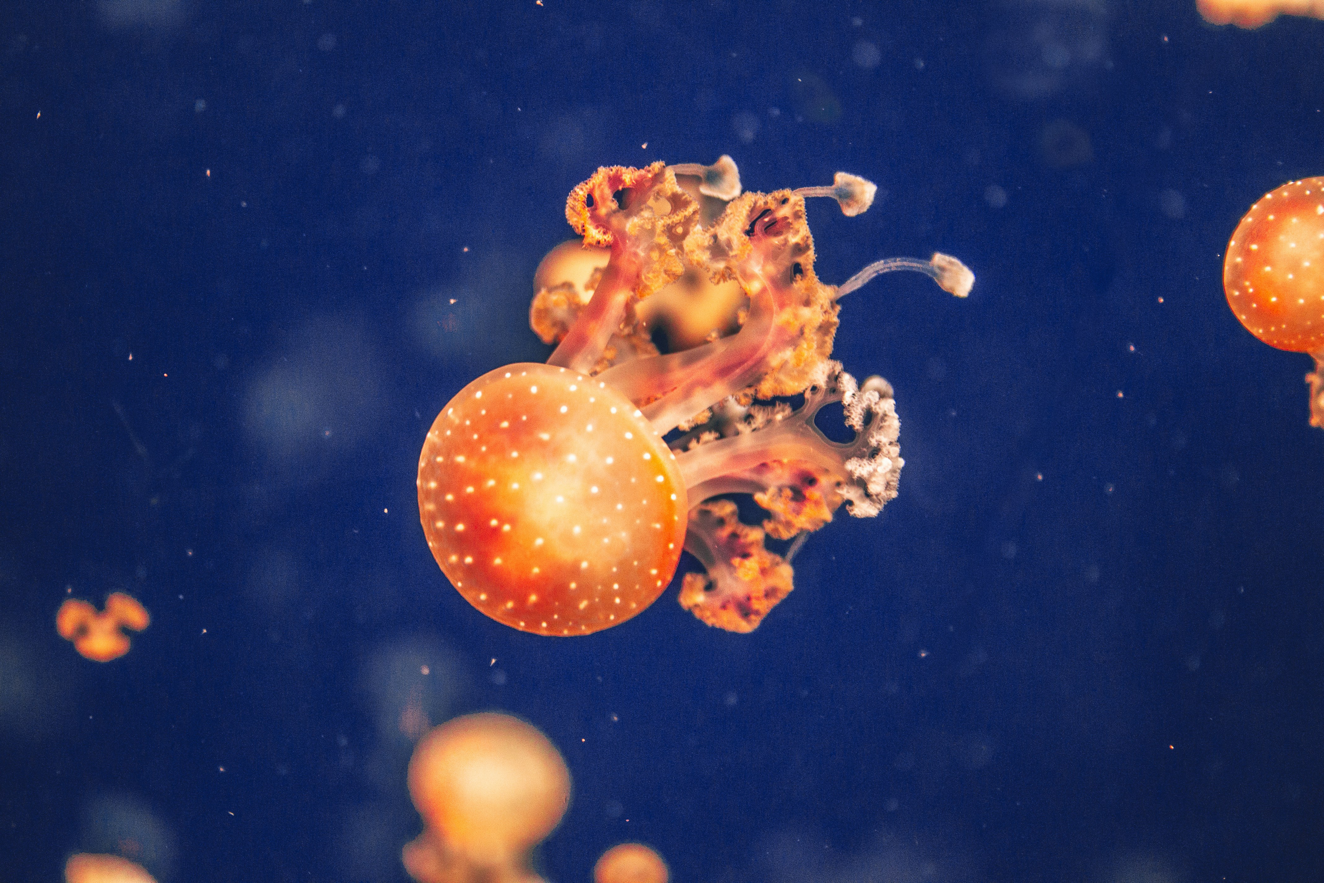 Orange Lanterns Drift through a Velvet Blue Ocean