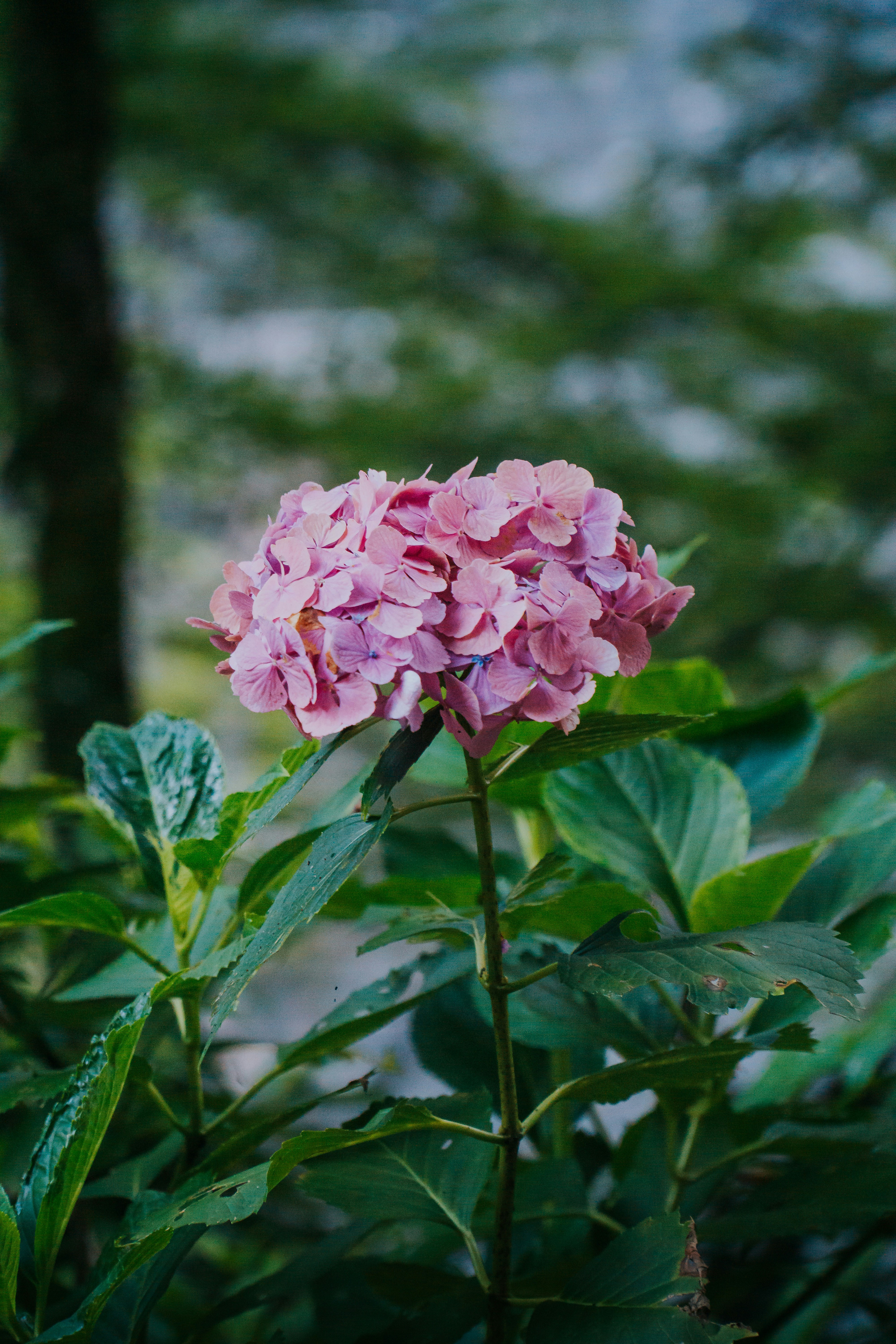 Pink hydrangea flower stands prominently among lush green foliage, showcasing nature's intricate beauty.