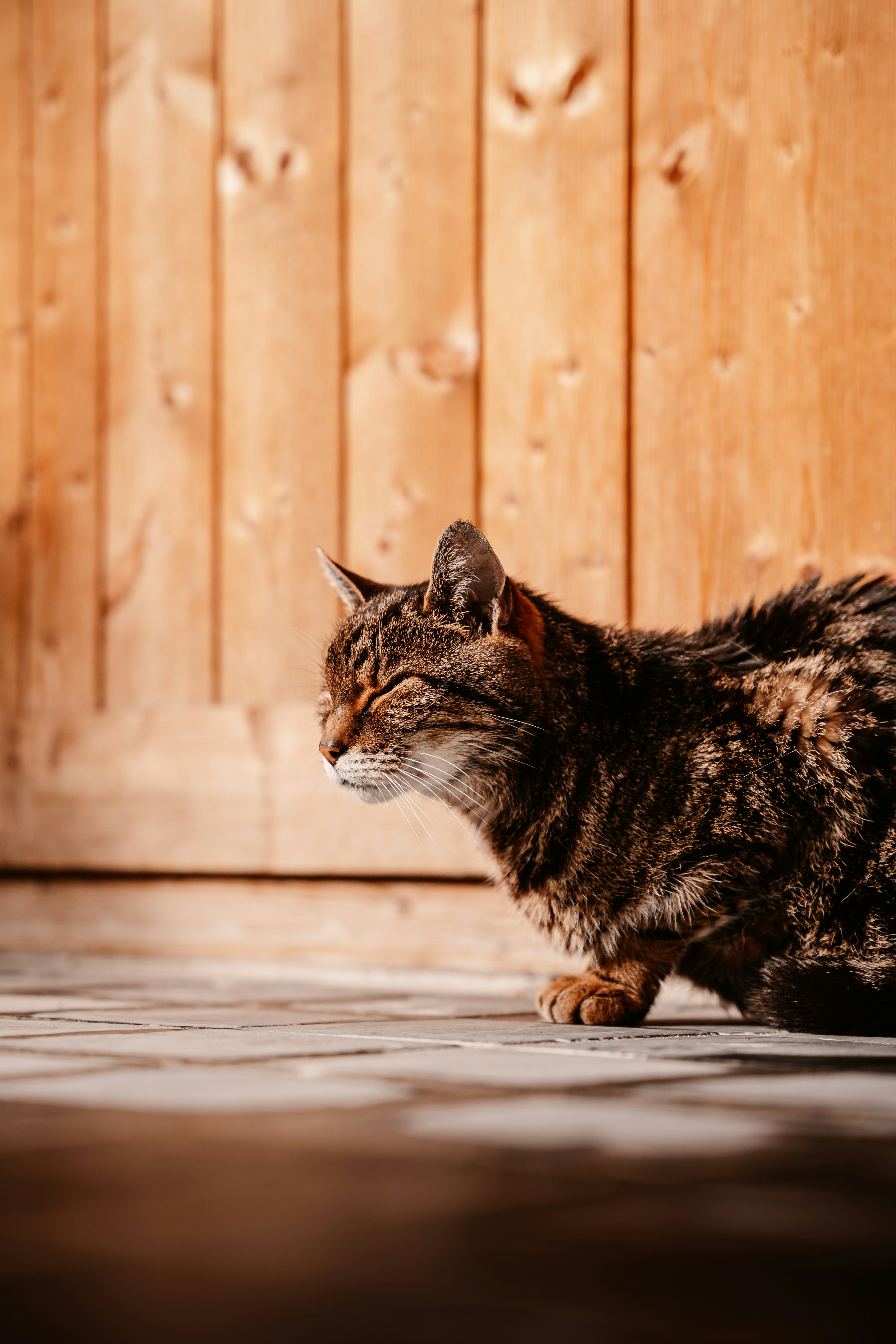 brown tabby cat on brown wooden floor