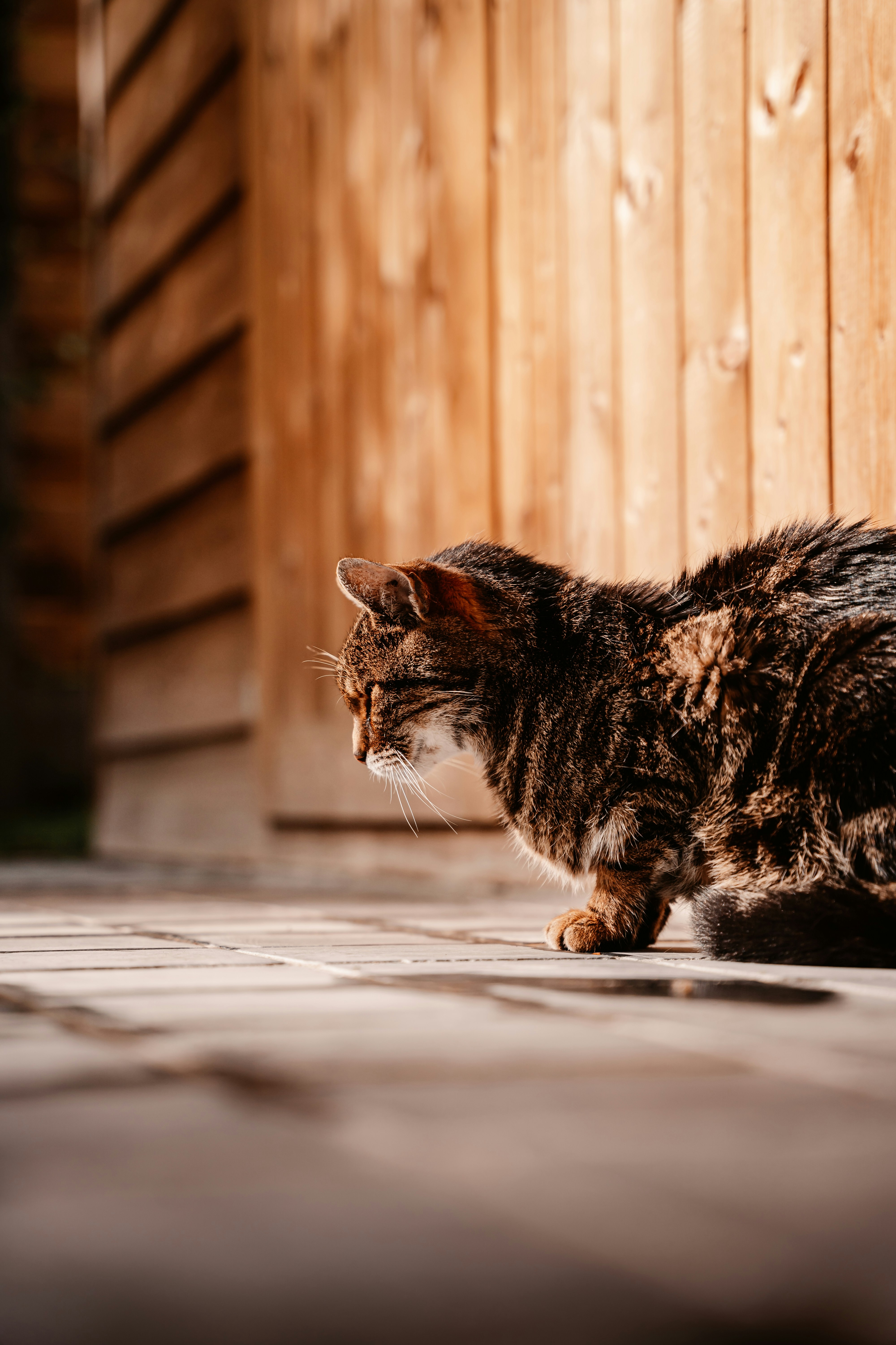 brown tabby cat on gray wooden floor