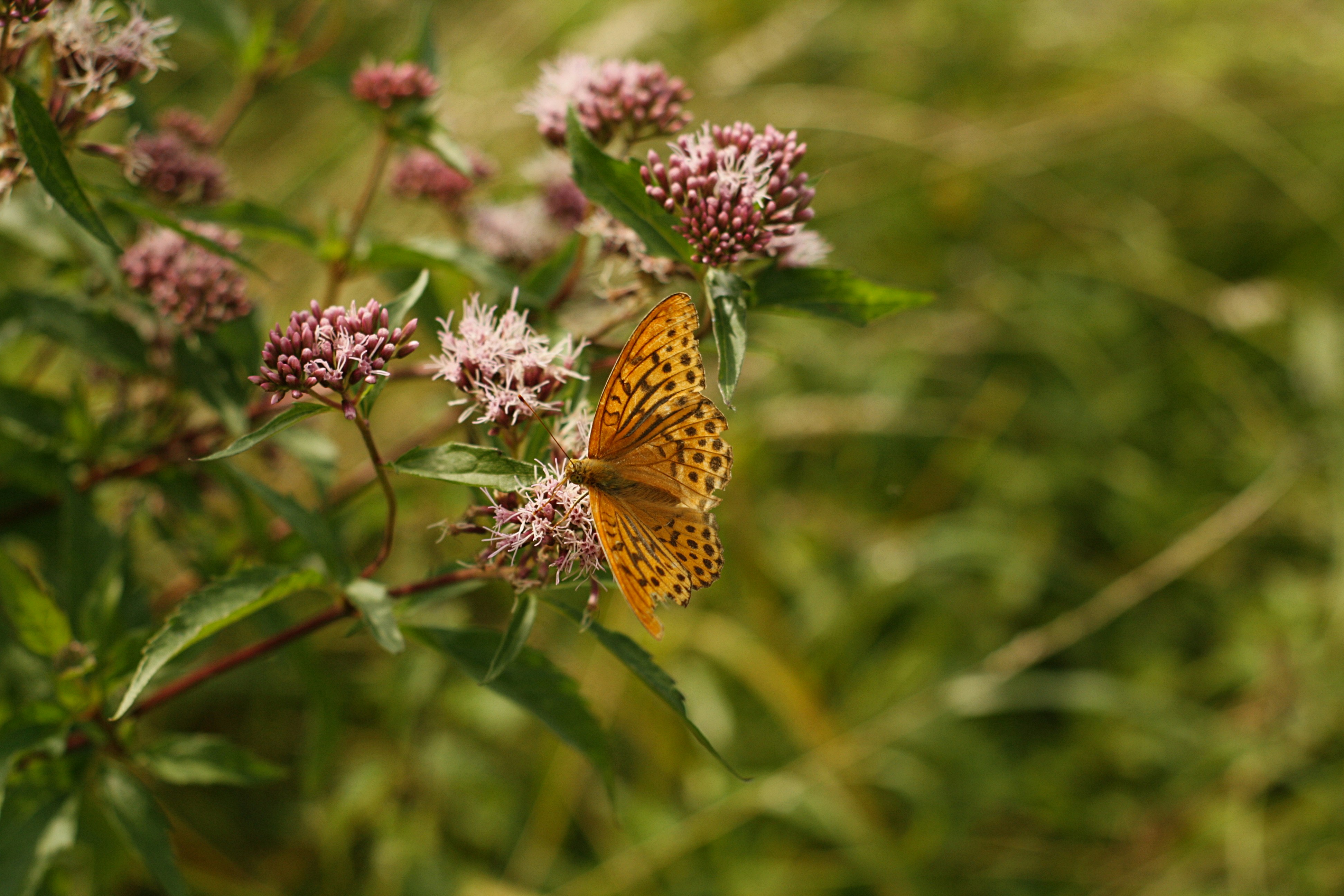 Amber-winged Butterfly Alights on Pink Bloom in a Sunlit Meadow