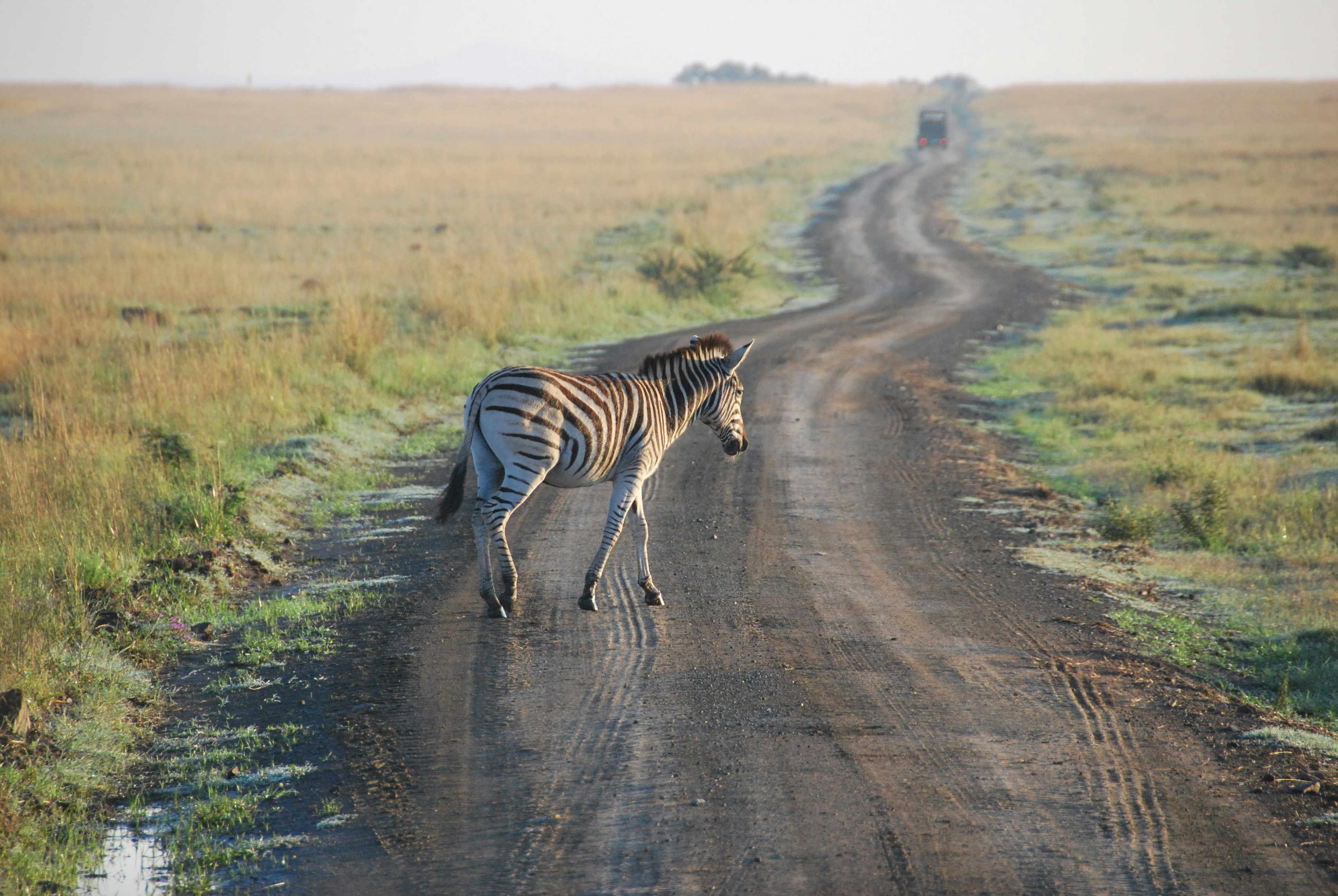 Dust-Scripted Crossing: Zebra Pauses on a Long Savanna Road