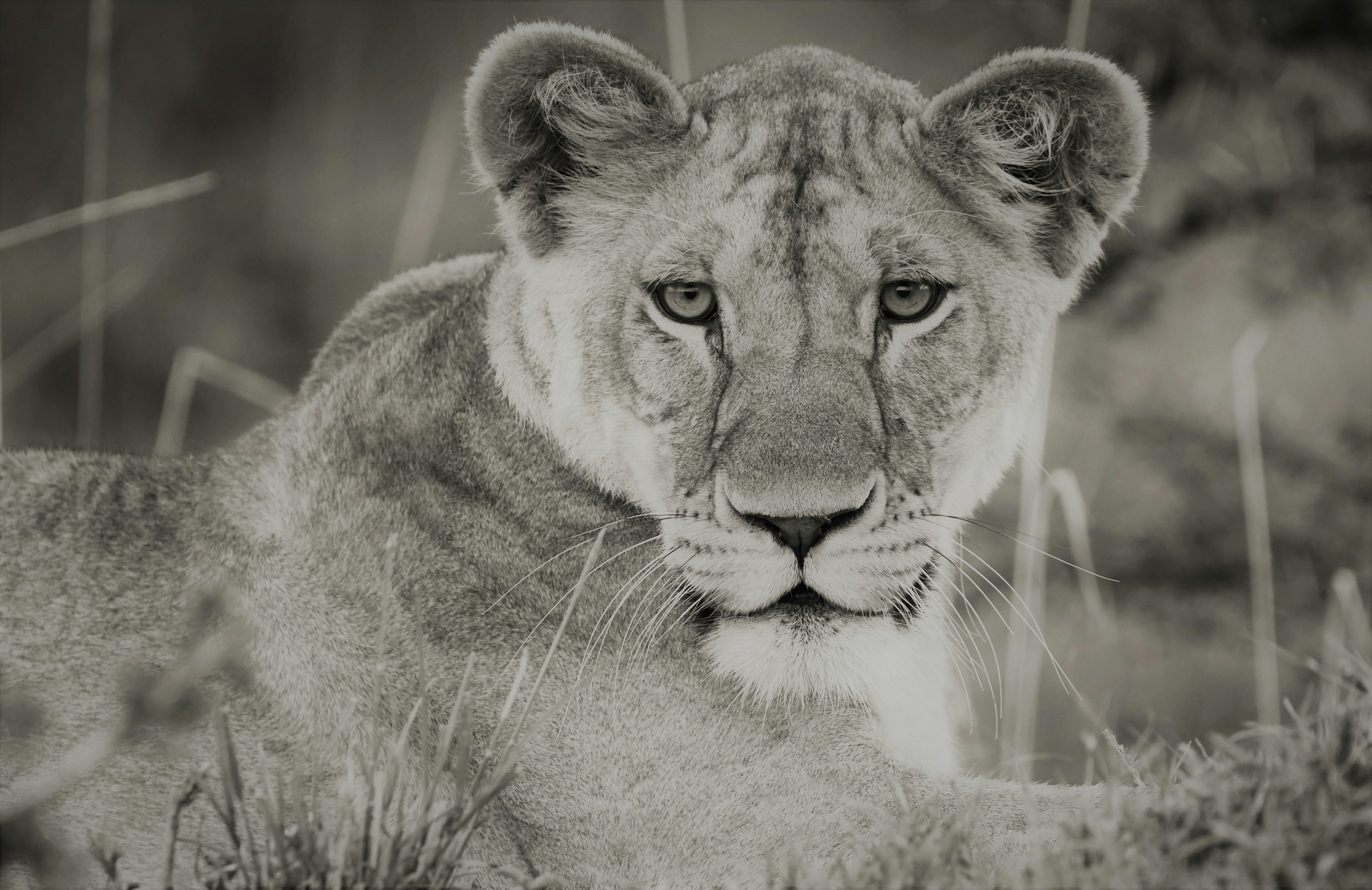 Young lioness resting in tall grass, eyes focused intently.