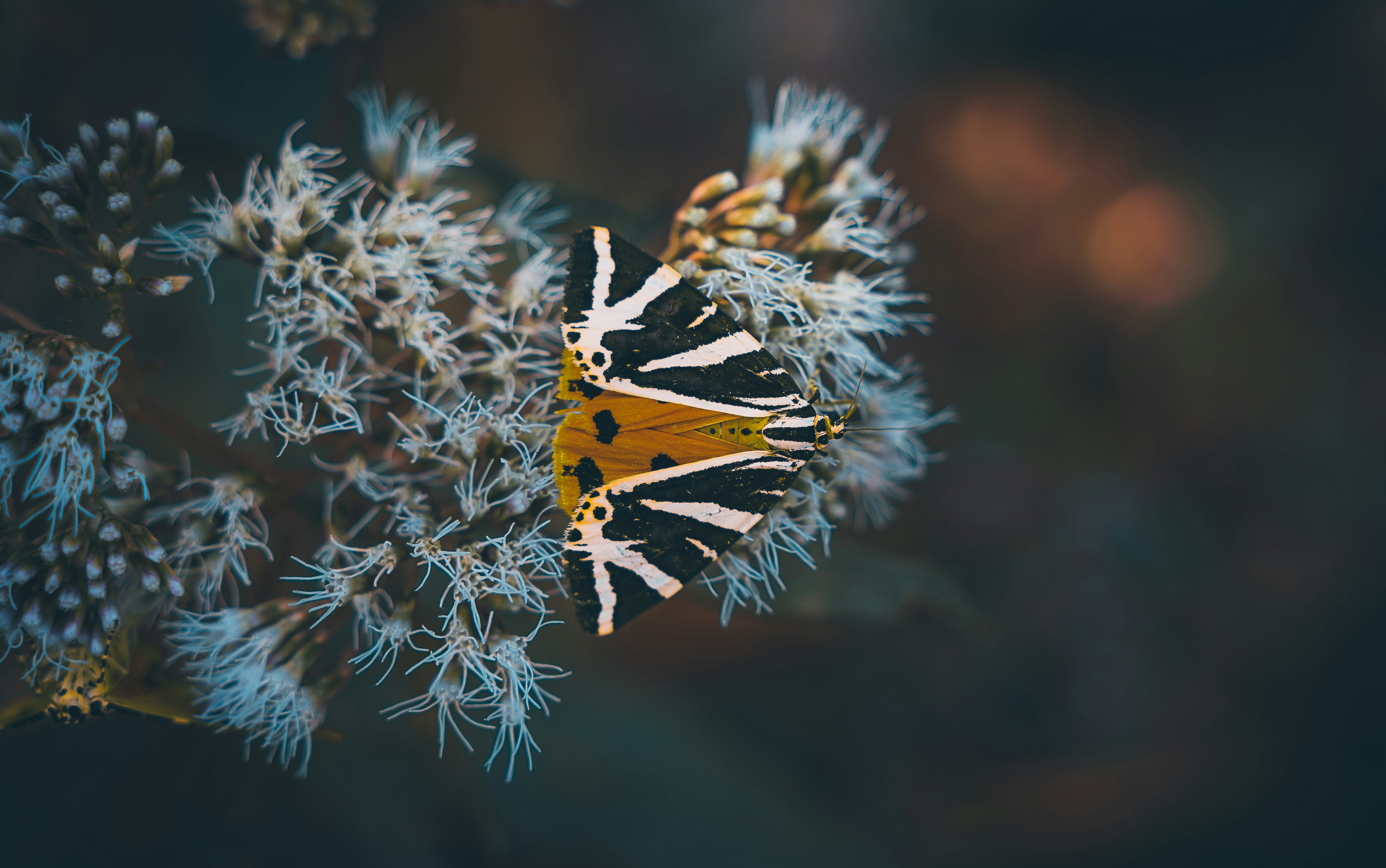 Zebra-wing butterfly on frost-kissed yarrow at blue hour